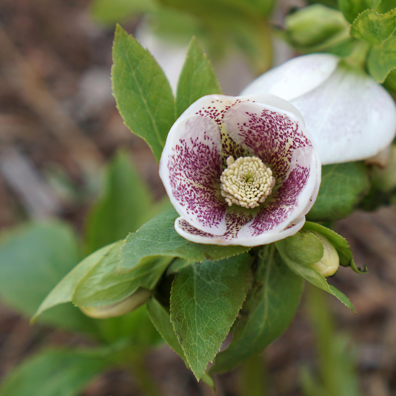 Spotted hybrid helleborus: A stunning Christmas rose, ranging from ...