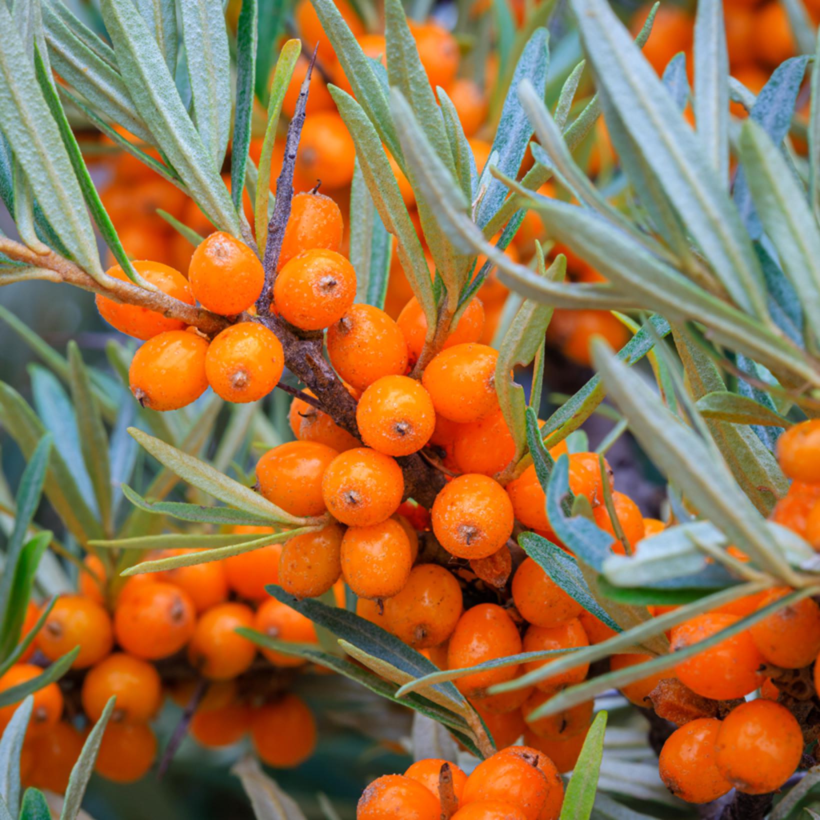 Hippophae rhamnoides Orange Energy Hagebo - Female Sea Buckthorn with ...