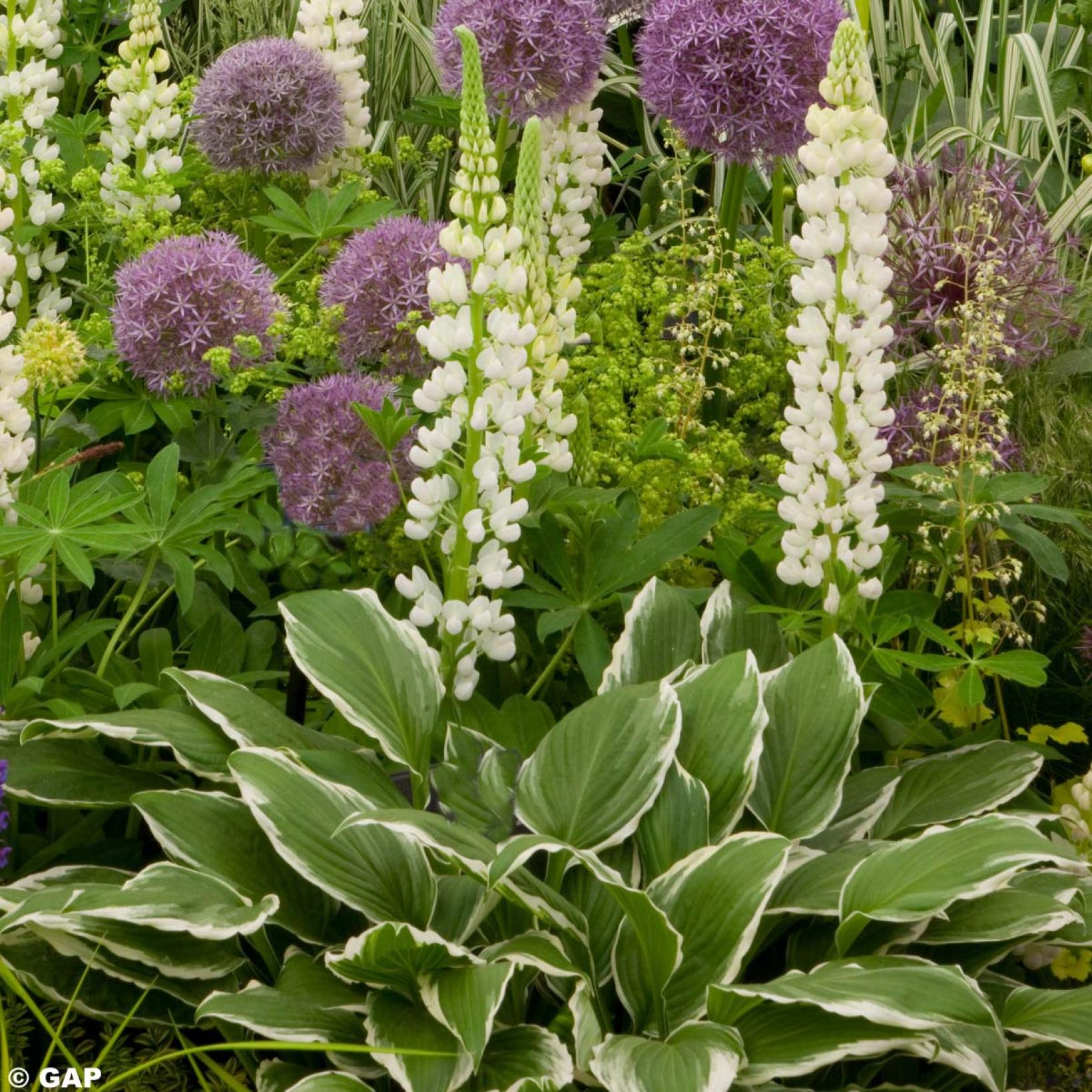 Hosta undulata albomarginata - stunning undulate foliage, marginated ...