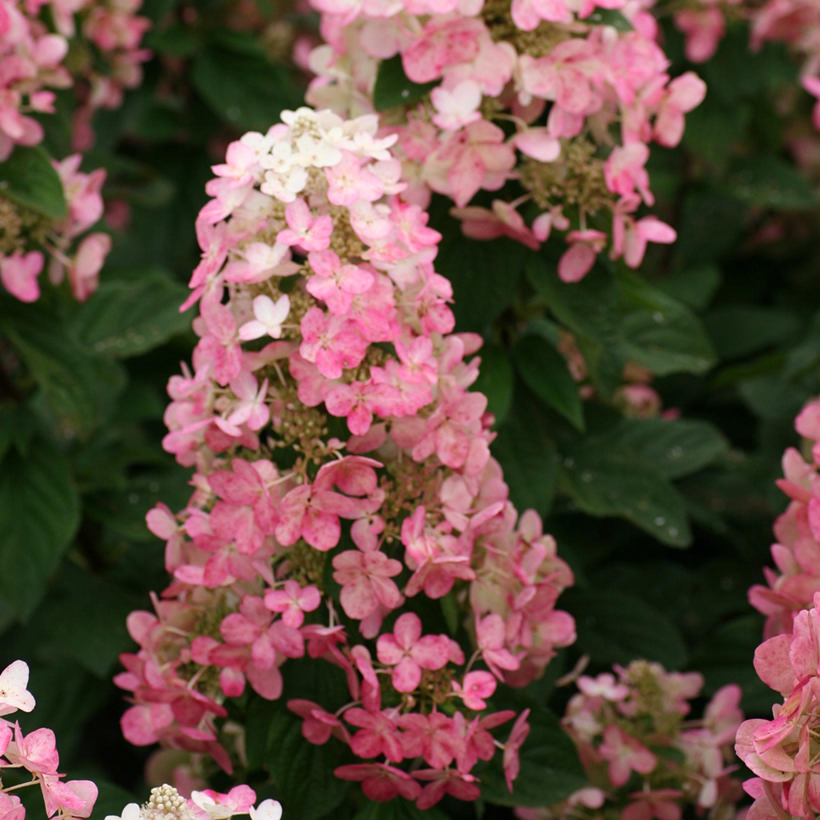 Hydrangea paniculata Magical Fire - Paniculate Hydrangea with white ...