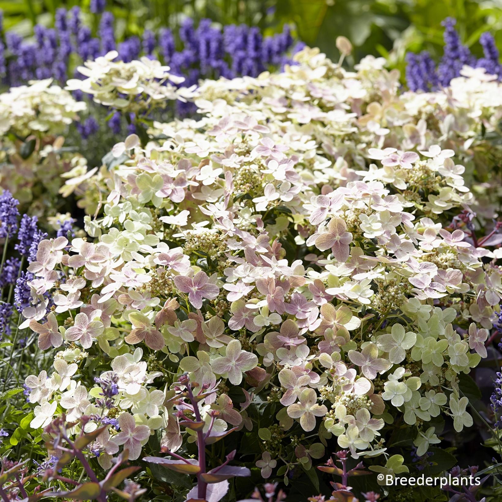 Hydrangea paniculata Polestar (syn. Switch Ophelia) - a compact ...