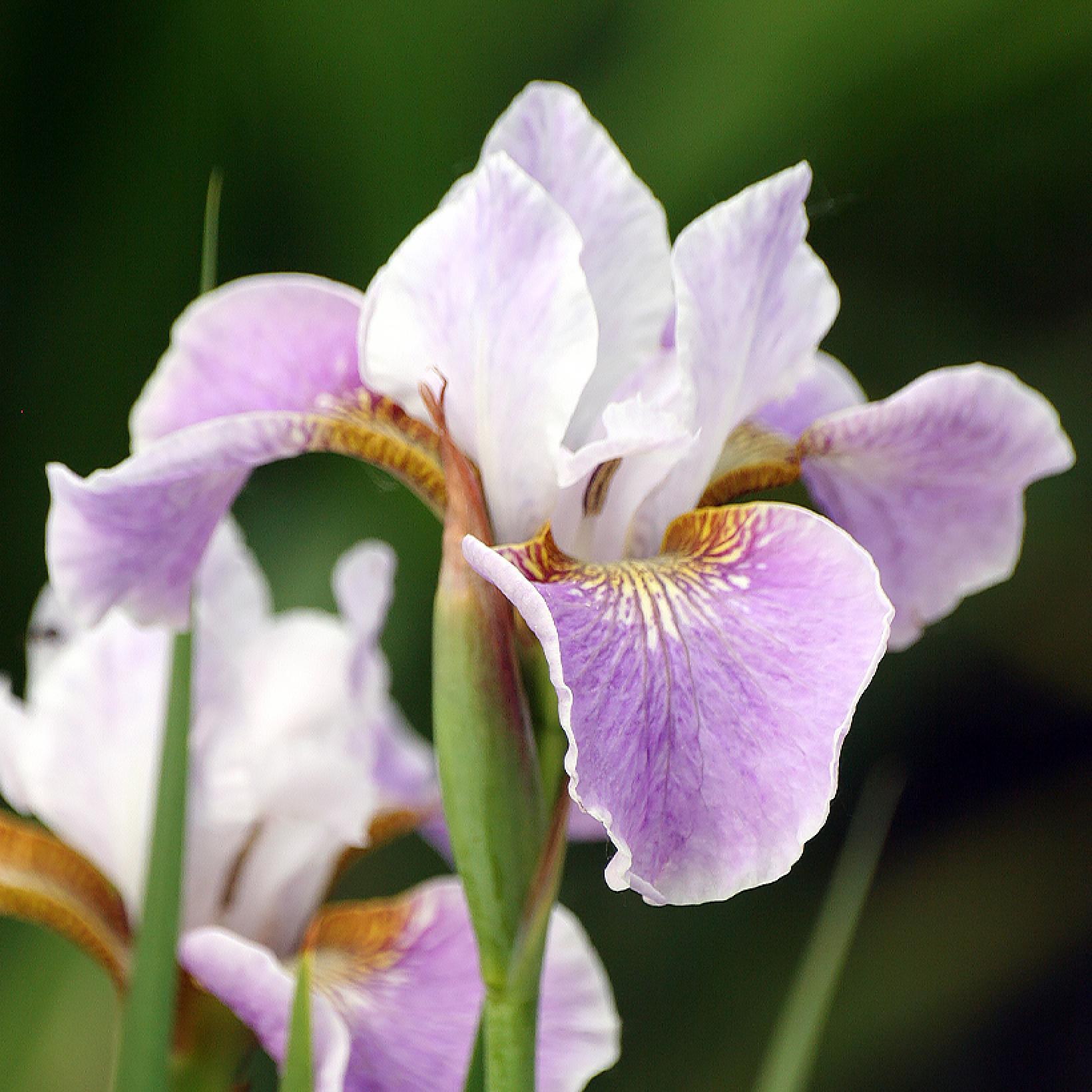 Iris sibirica Dance Ballerina Dance - Siberian iris with lilac flowers.