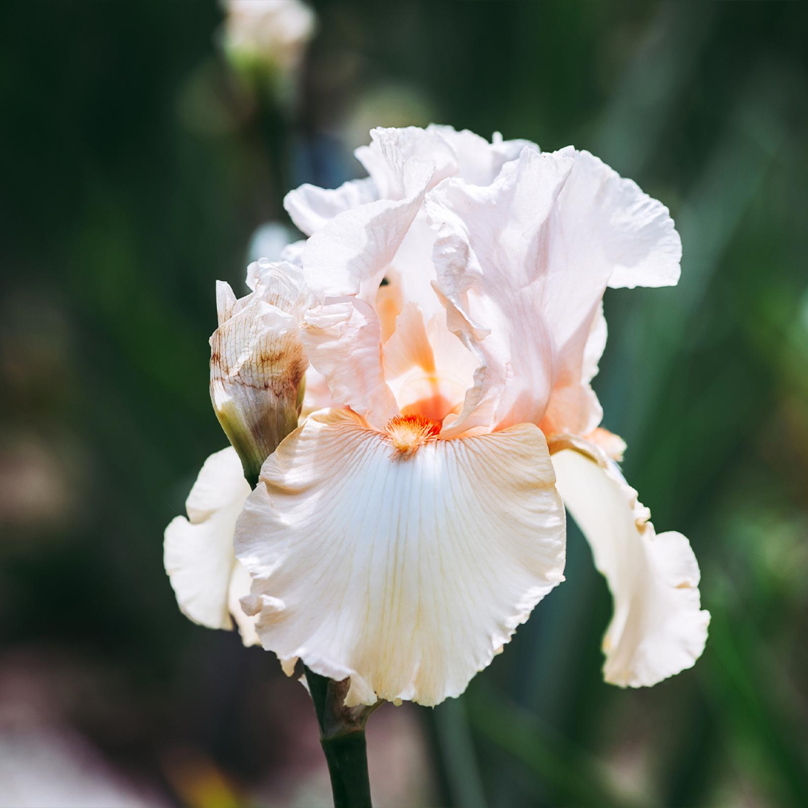 Iris Edward of Windsor - Iris with pastel flesh-pink to dark pink flowers.