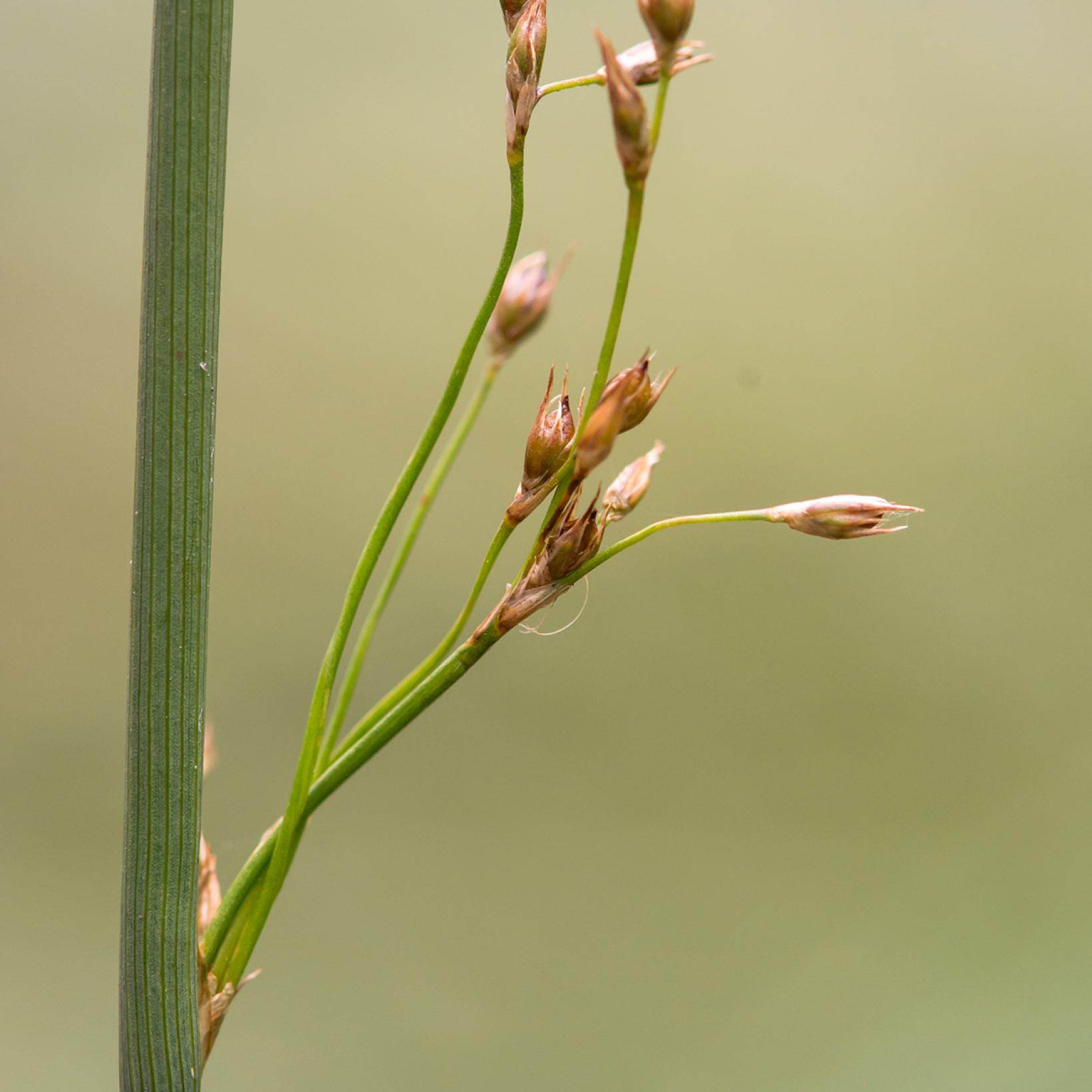 Juncus inflexus - Glaucous Rush - A perennial for riverbanks or moist soil.