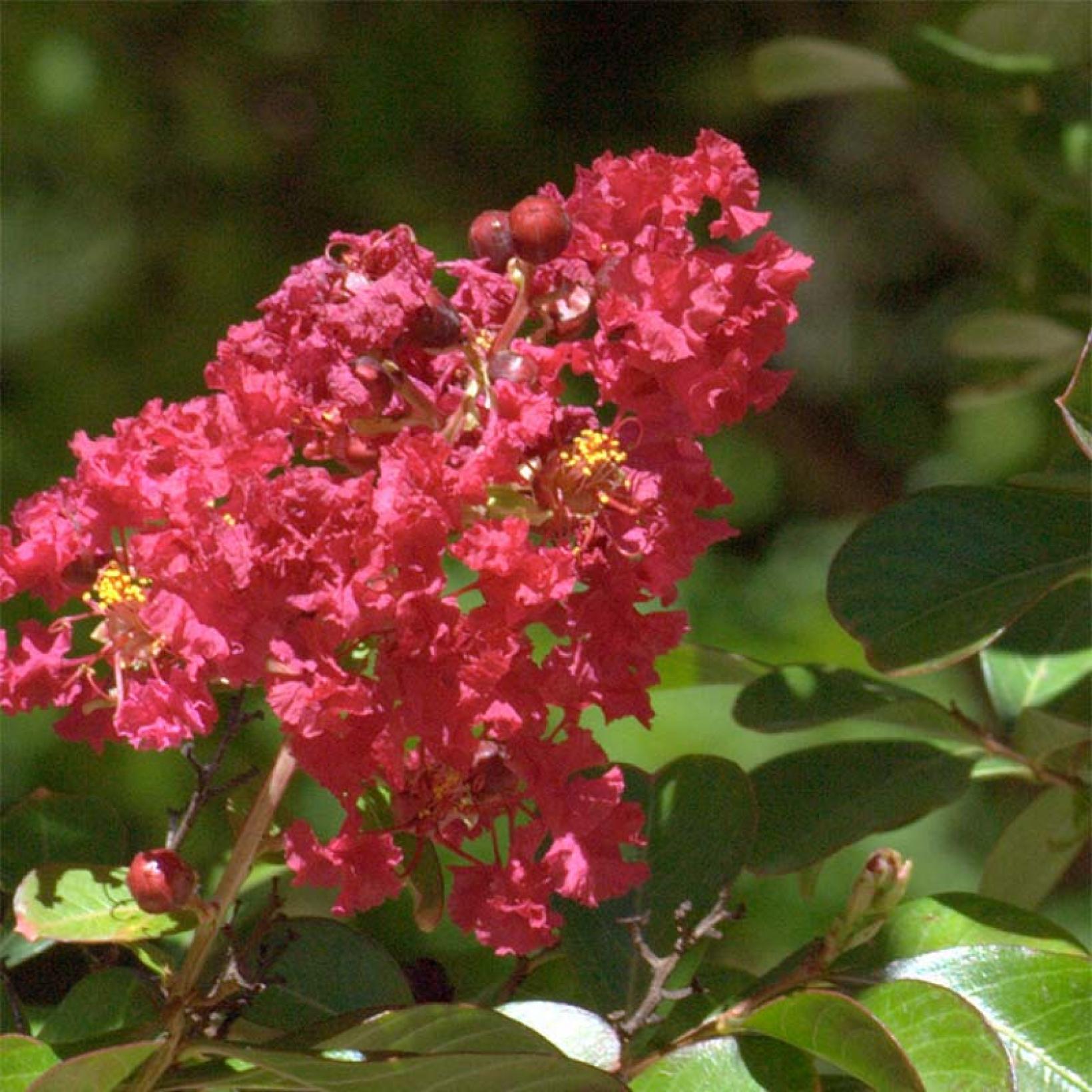 Lagerstroemia indica Red imperator - Red Imperator Indian Lilac - Dwarf ...