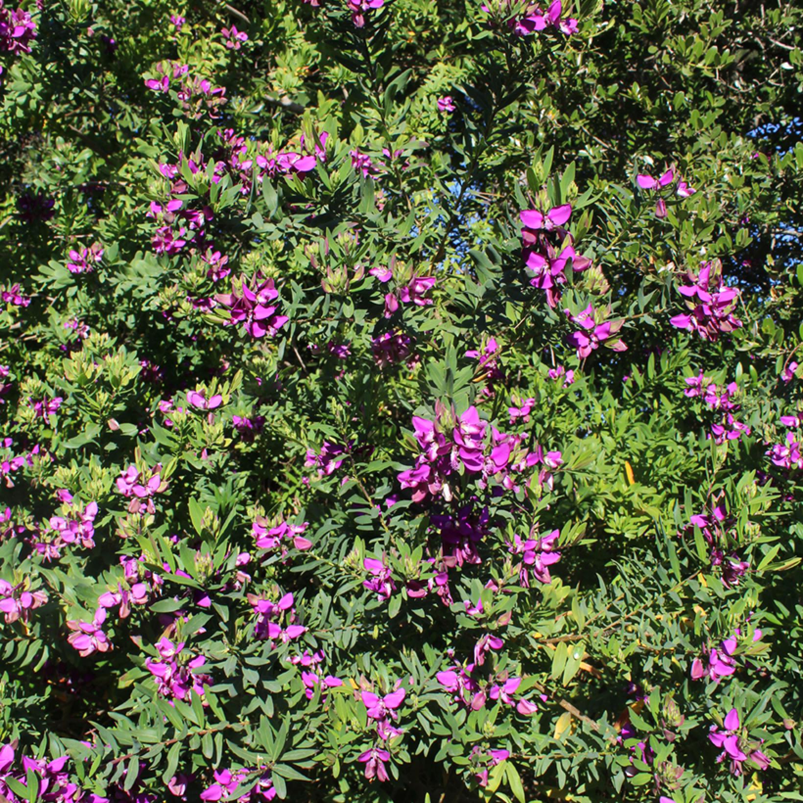 Lespedeza thunbergii - Late flowering bush, abundant, purple-pink