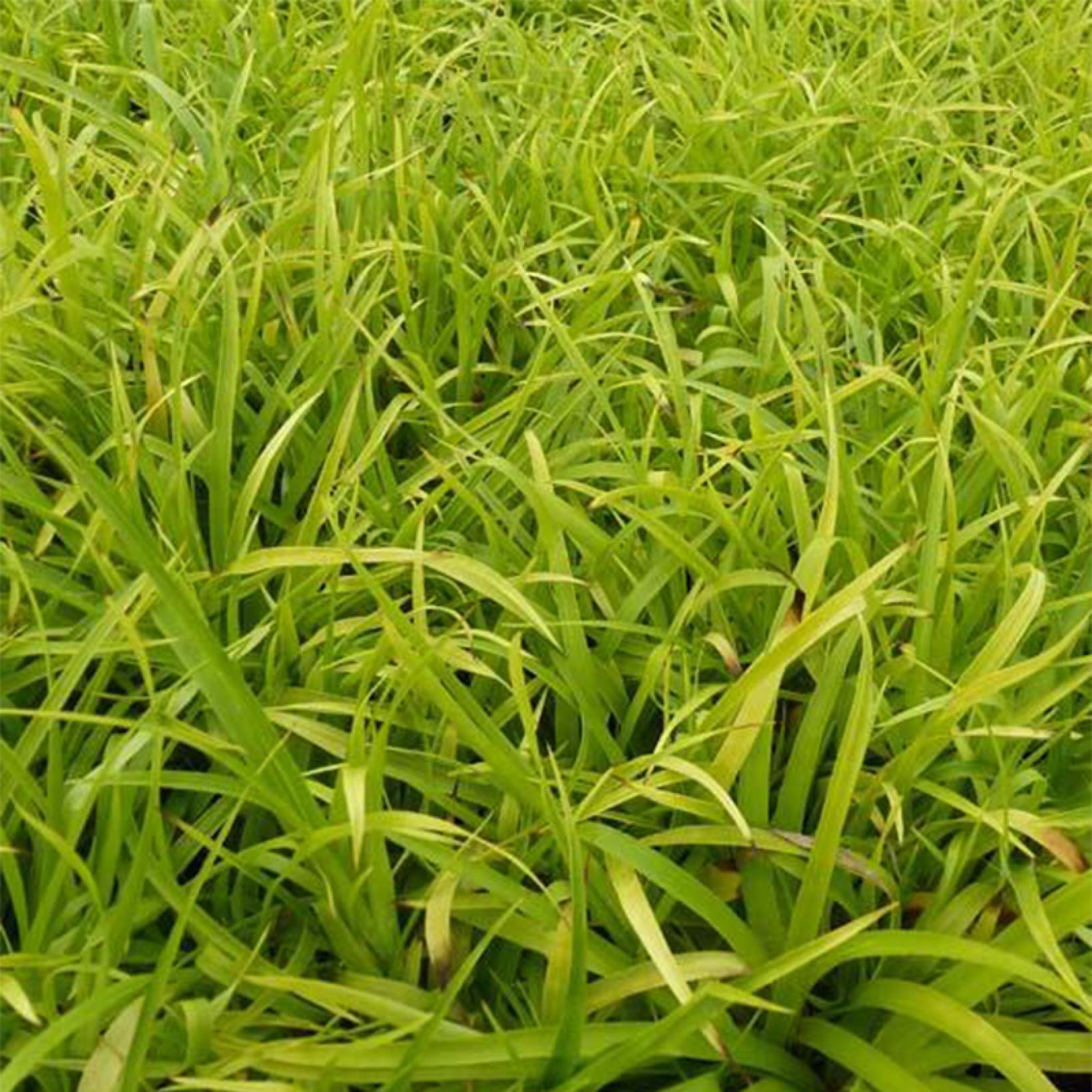 Luzula sylvatica 'Solar Flare' - Wood rush - Grass with golden foliage