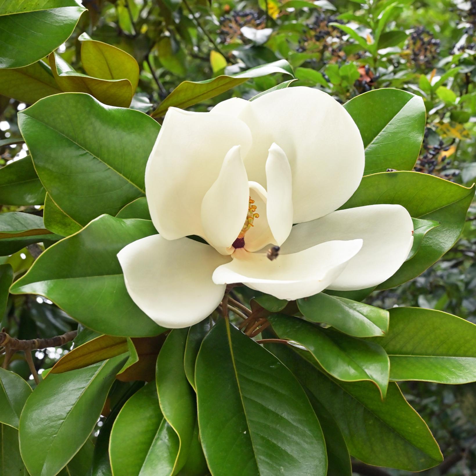 Magnolia grandiflora Nana (praecox) - Evergreen dwarf magnolia