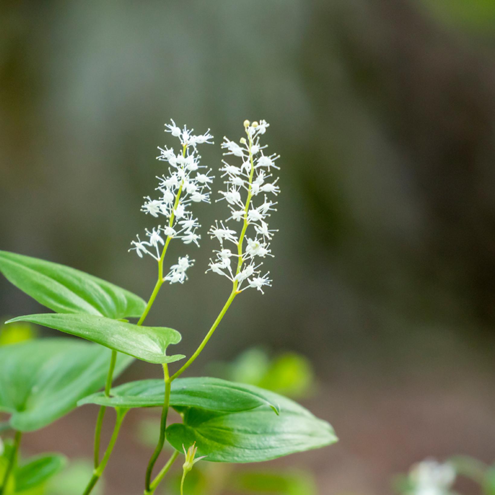 Maianthemum Bifolium
