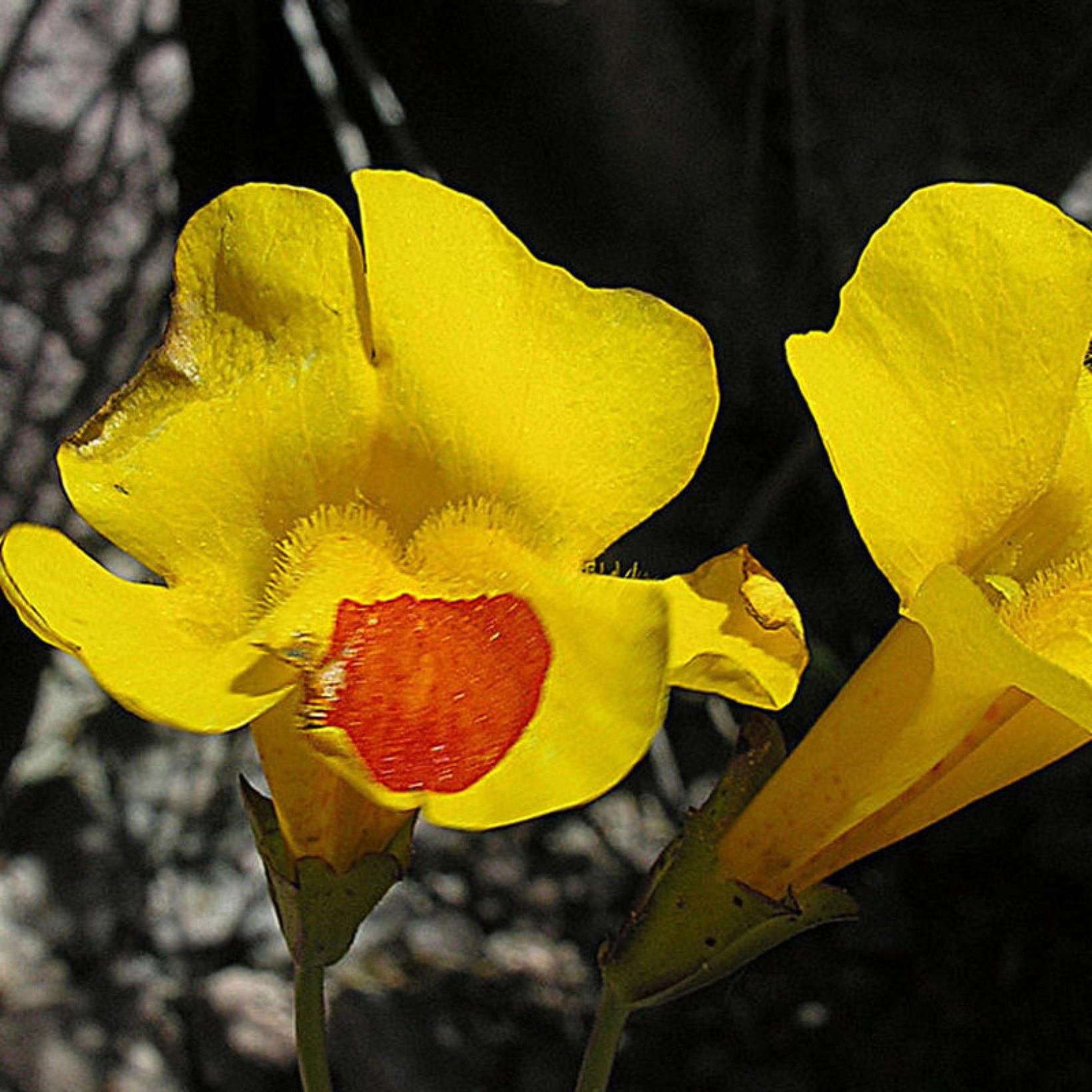 Mimulus luteus - a hardy carpeting perennial with yellow flowers