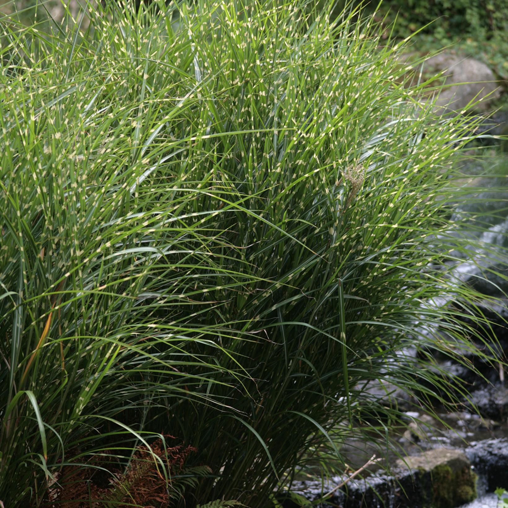 Miscanthus sinensis 'Zebrinus' - Perennial grass with variegated foliage