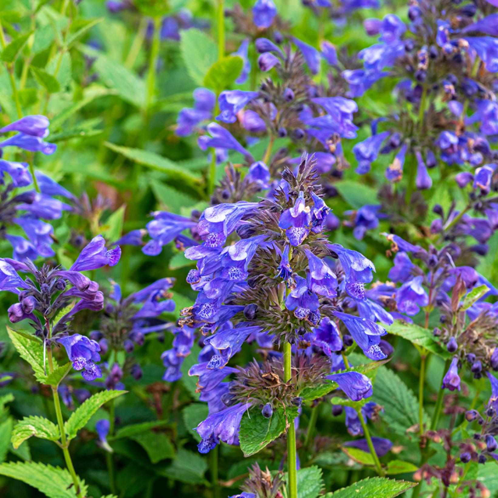 Nepeta Blue Dragon - Catmint - A perennial plant with fragrant blue ...