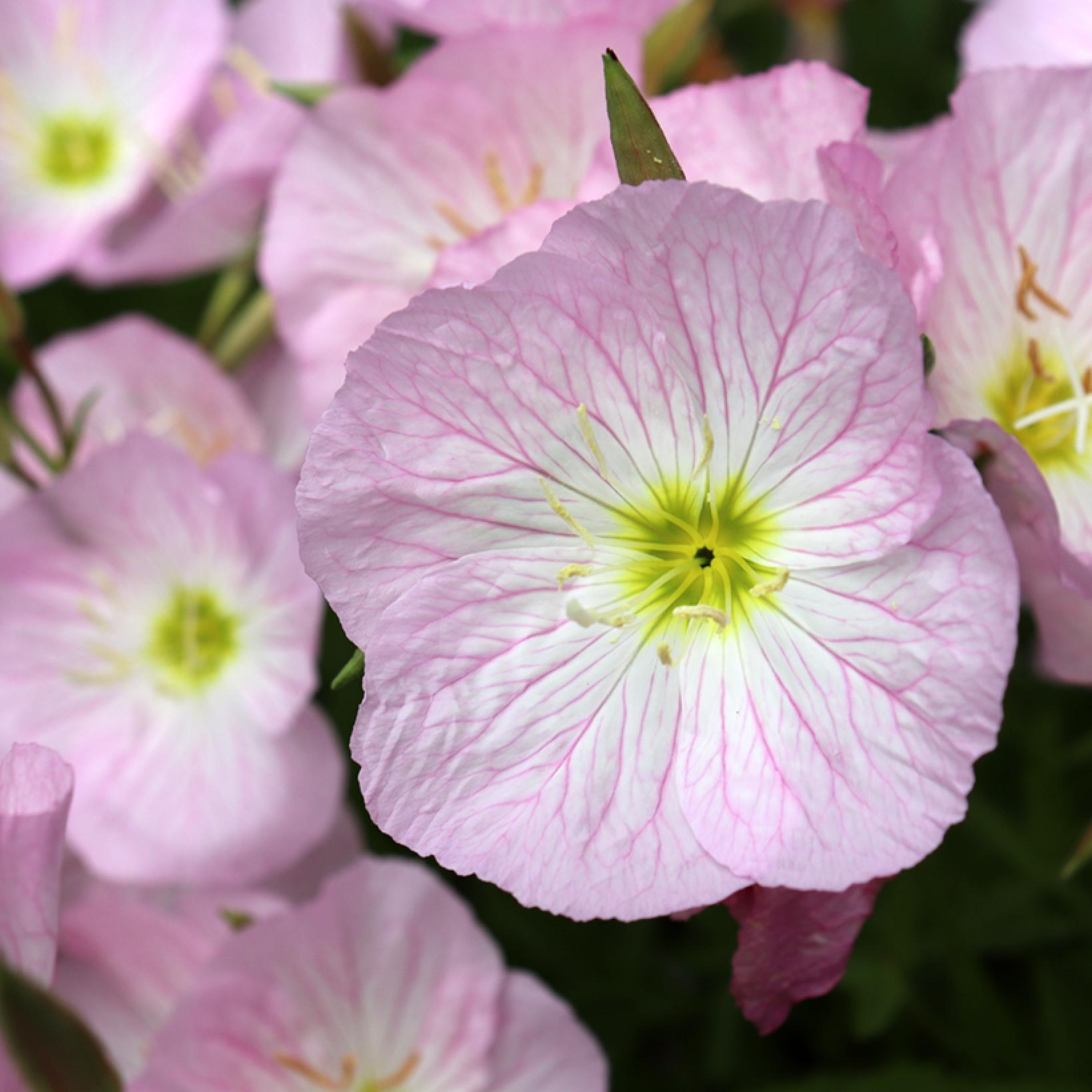 Pink Evening Primrose - Oenothera 'Siskiyou' - Creeping with light pink ...