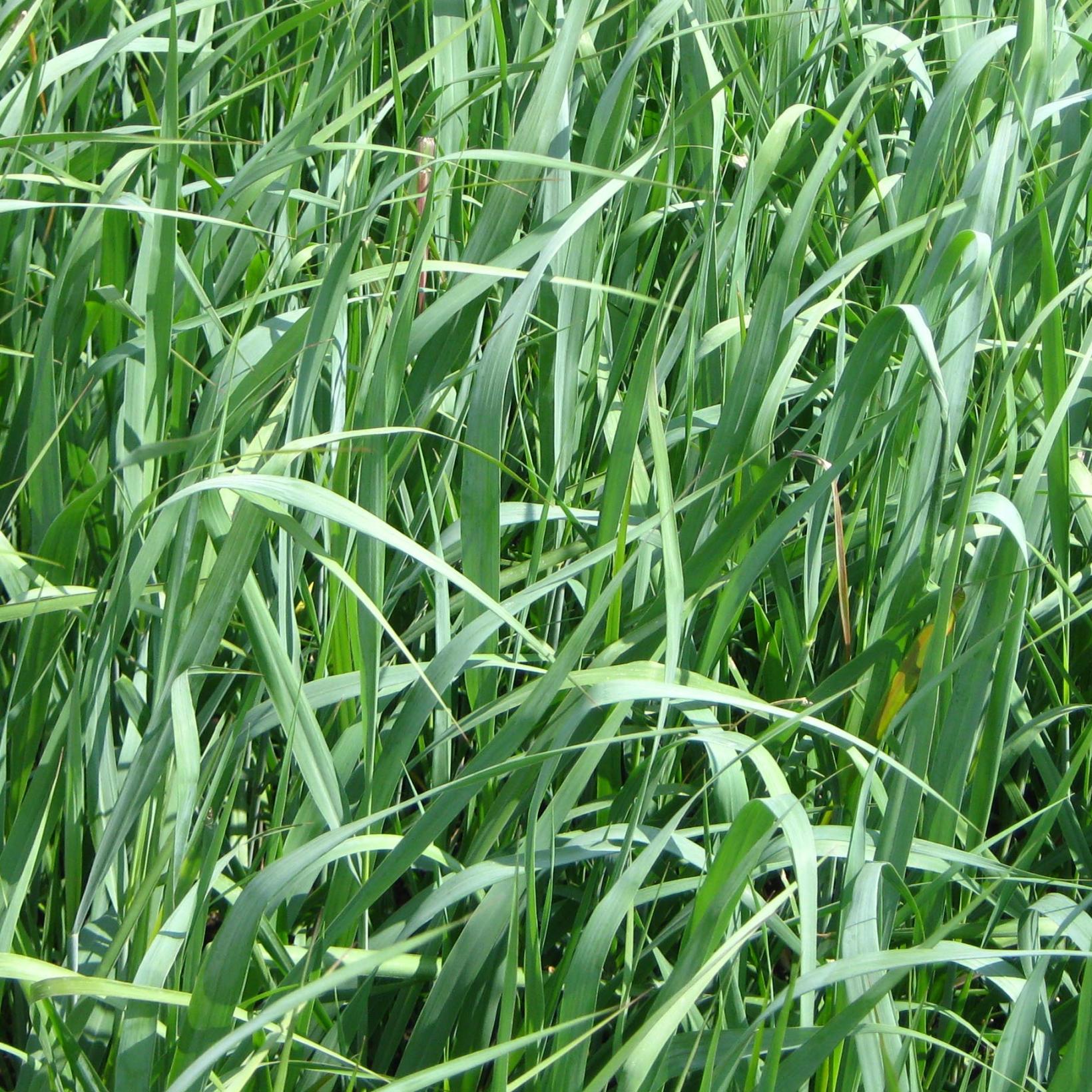 Panicum virgatum Dallas Blues - A stunning blue grass
