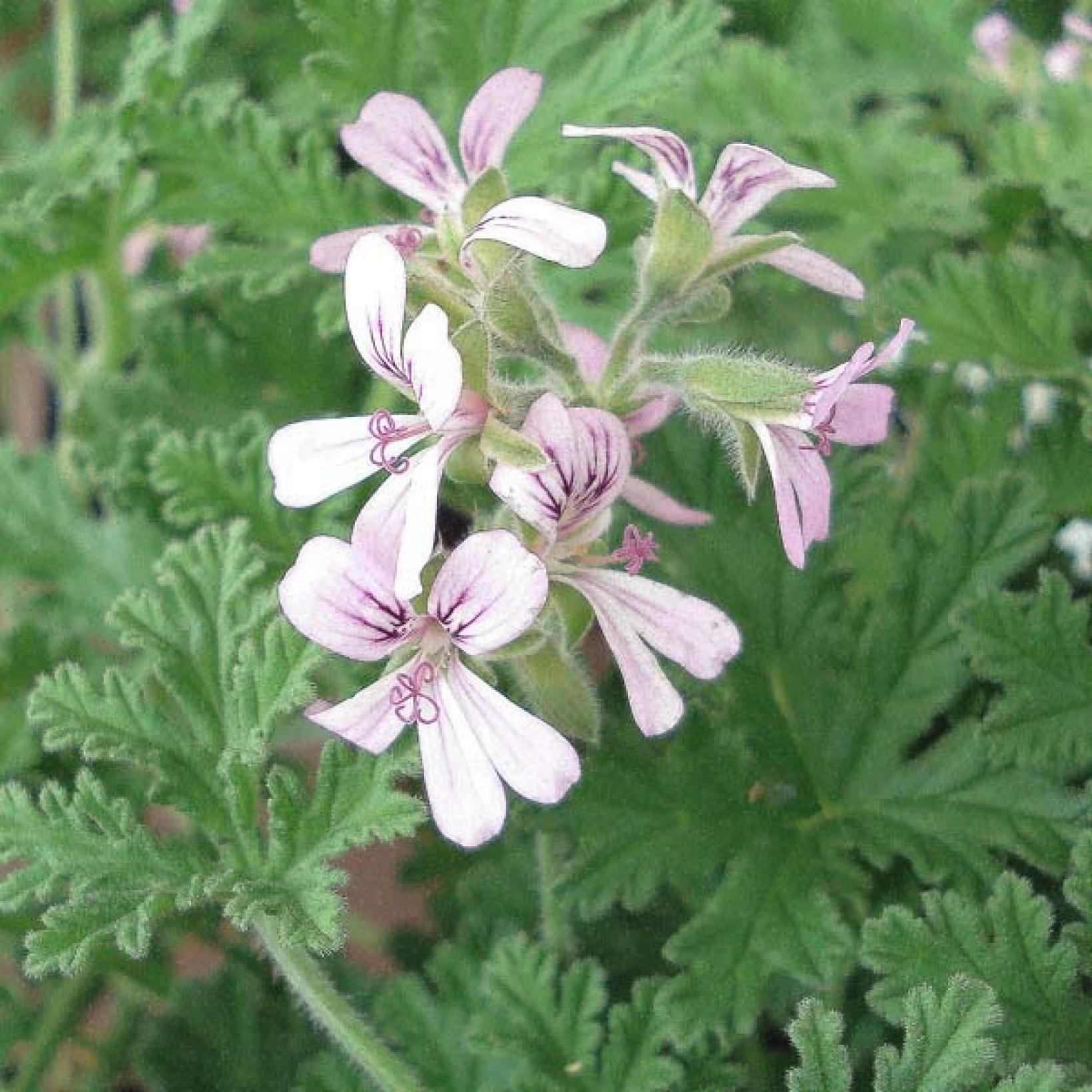 Pelargonium fragrans - Annual geranium with fragrant leaves that smell ...