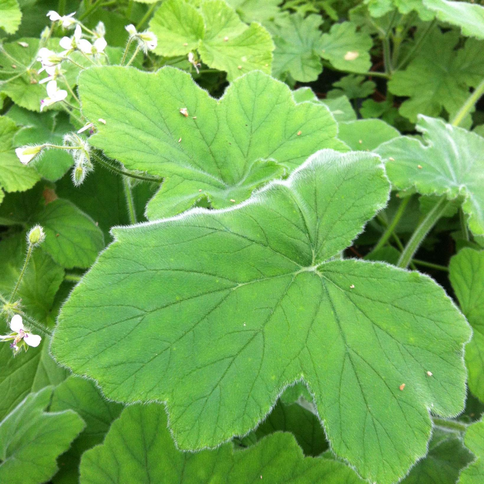 Pelargonium tomentosum - Peppermint geranium - Botanical species with ...