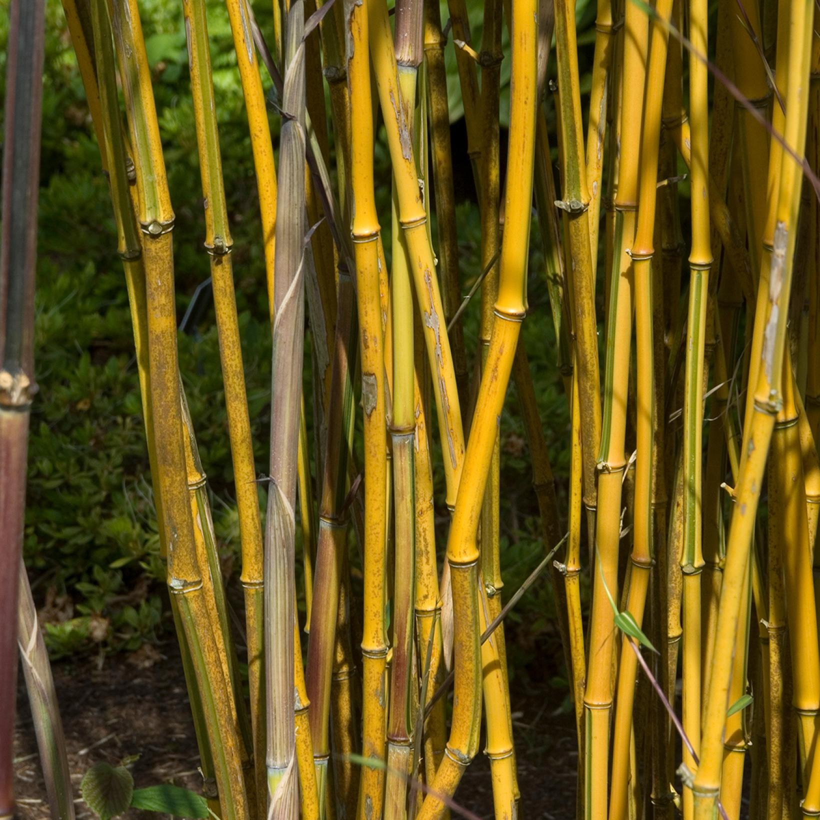 Phyllostachys aureosulcata Spectabilis - Striking medium-sized bamboo