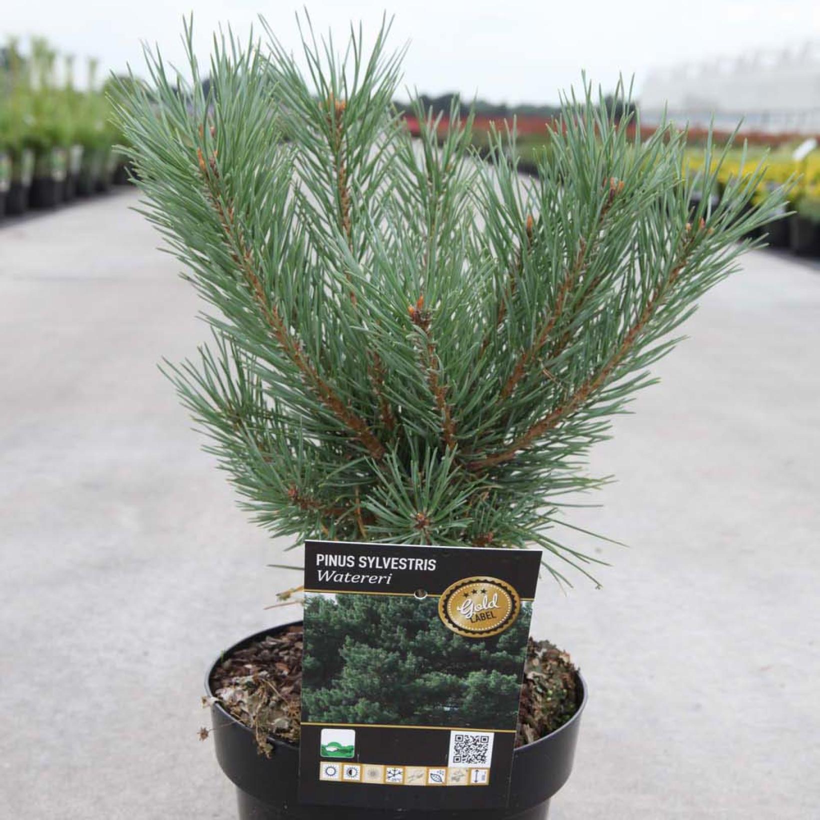 Pinus sylvestris 'Watereri' - Dwarf Scots Pine with irregular umbrella ...