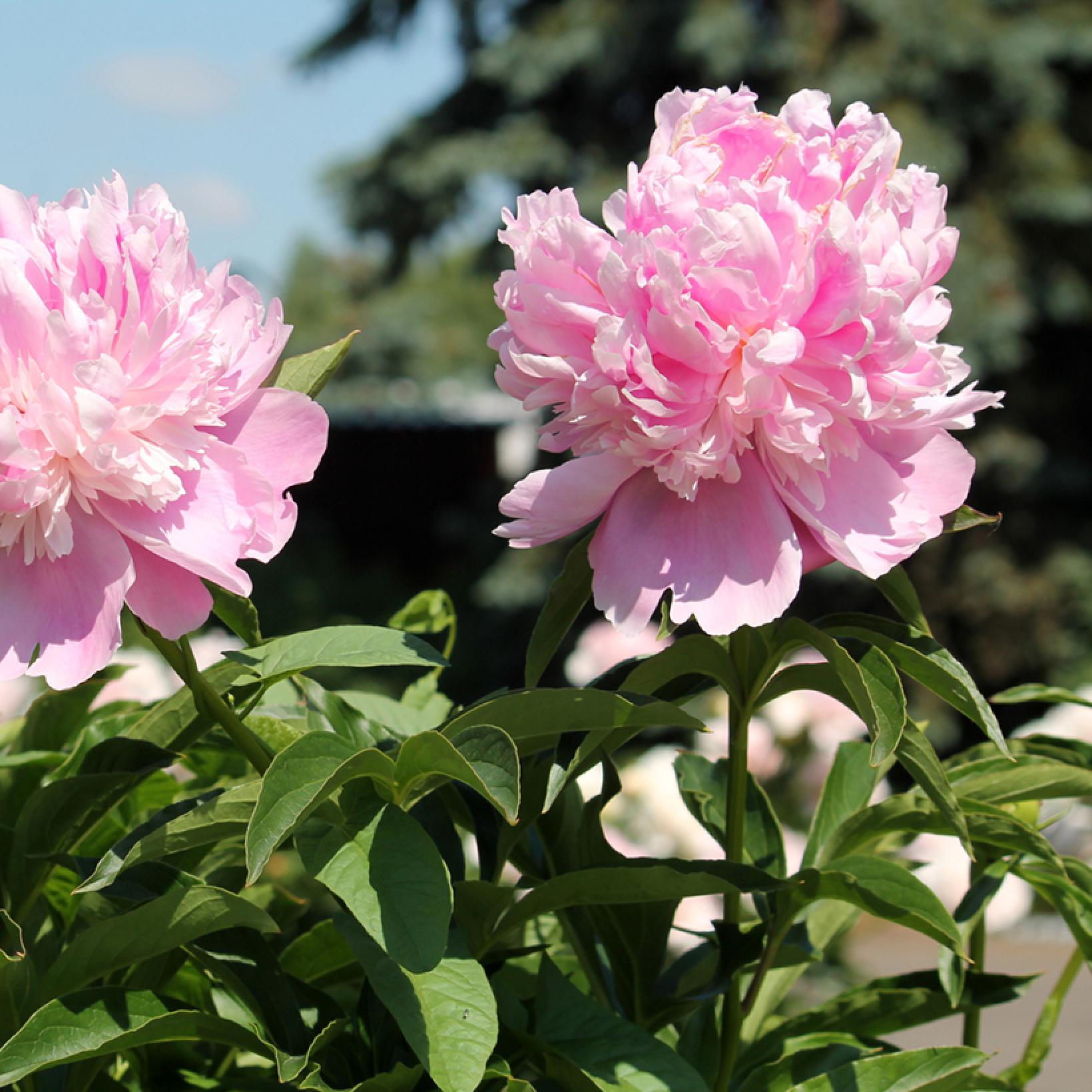 Lactiflora Peony Monsieur Jules Elie - Variety with voluminous and tall ...