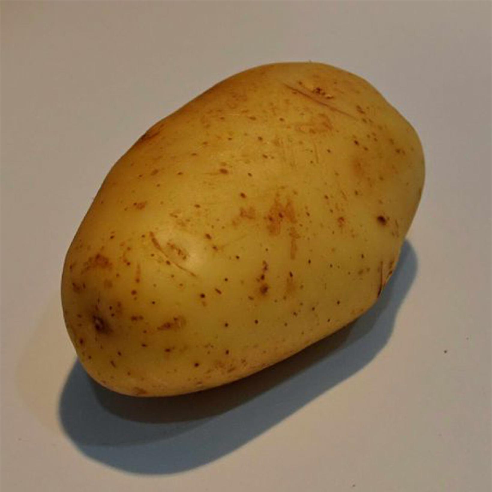 Solanum tuberosum Apollo - Potatoes with firm flesh and good yields.