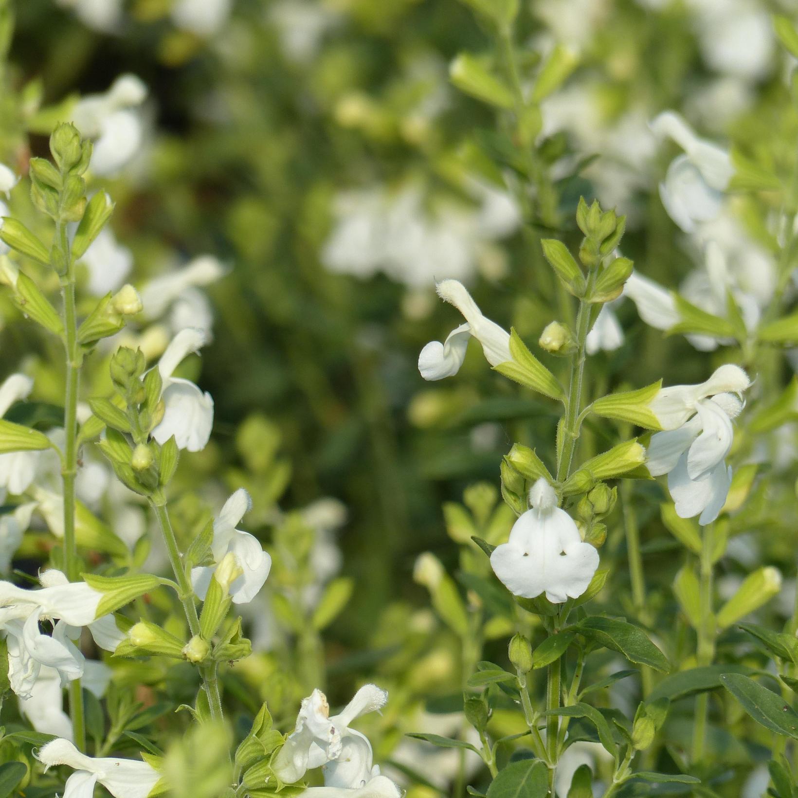 Shrubby sage - Salvia greggii Alba - White flowers and aromatic foliage.