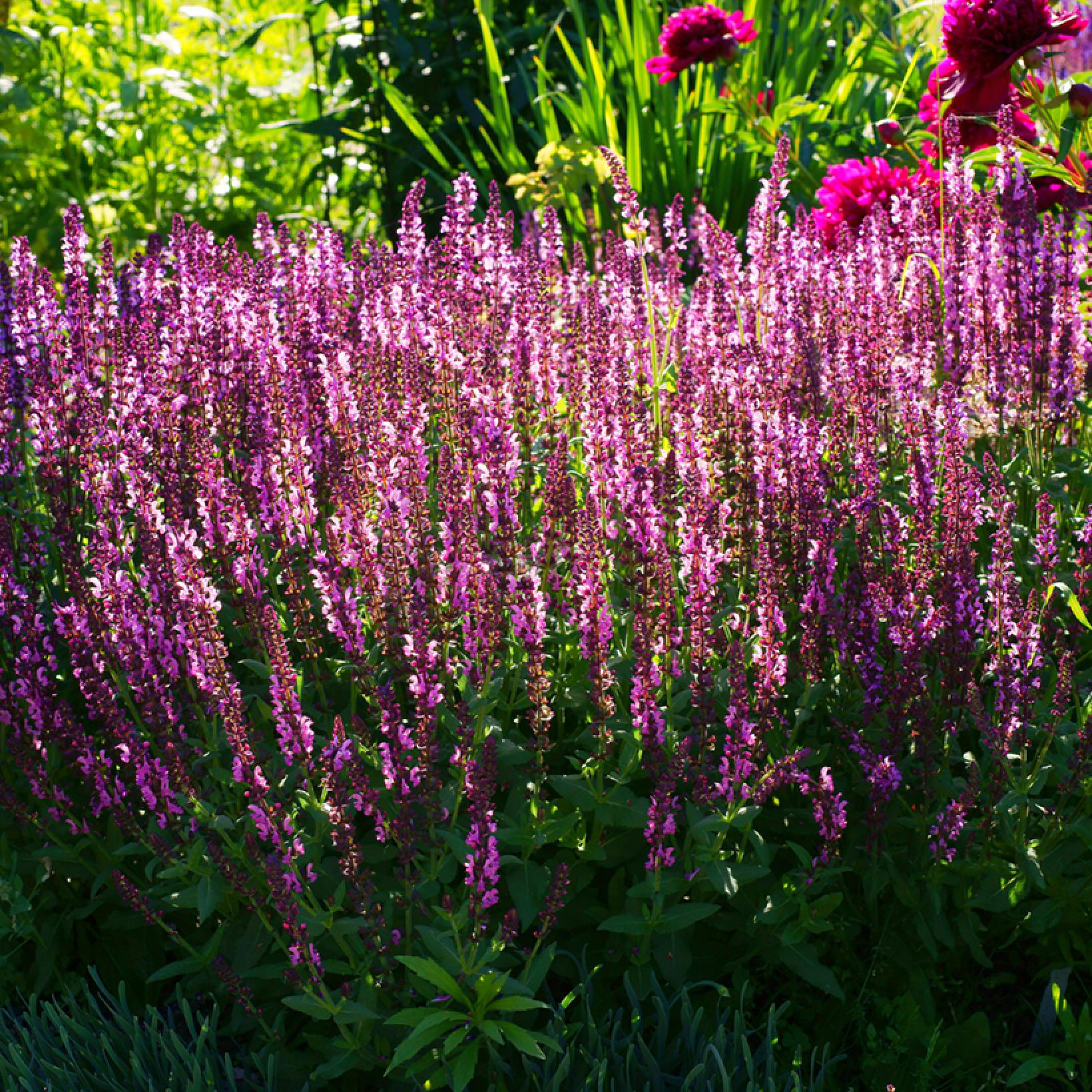 Salvia Lyrical Rose Balyricose - Compact and floriferous rose wood sage.