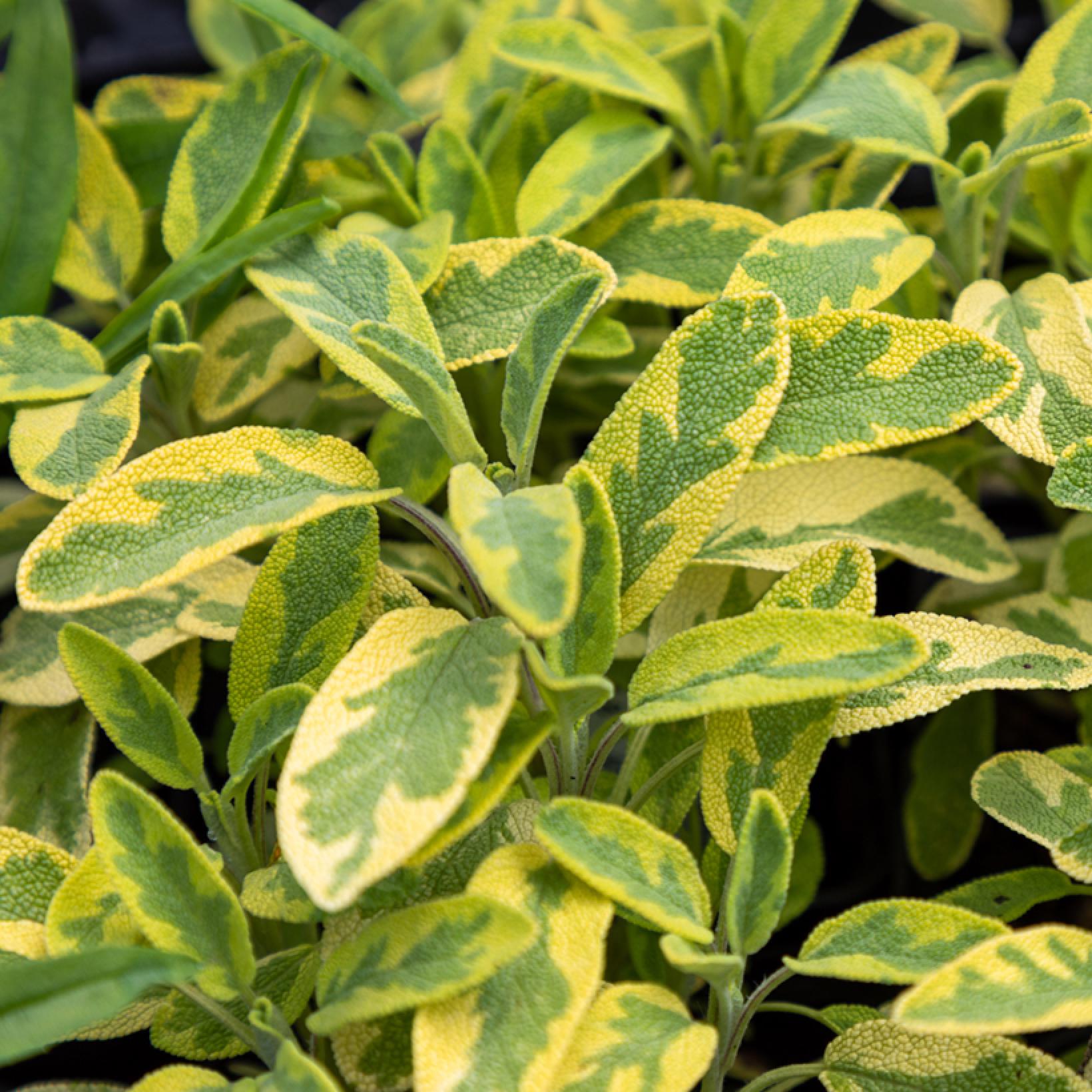 Salvia officinalis Aurea - Golden Sage, young aromatic plants with ...