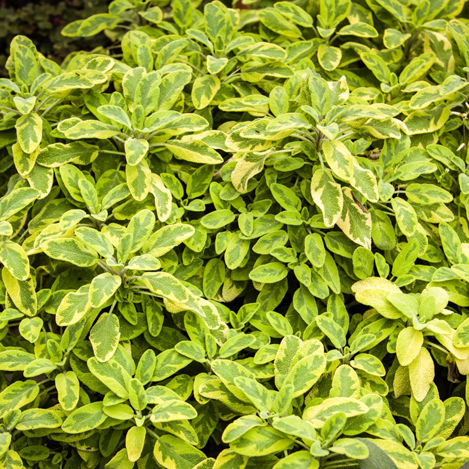 Salvia officinalis Aurea - Golden Sage, young aromatic plants with ...
