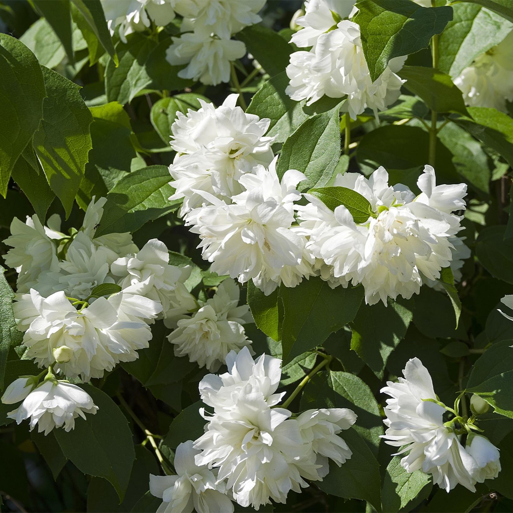 Philadelphus virginalis Minnesota Snowflake - Double scented mock orange