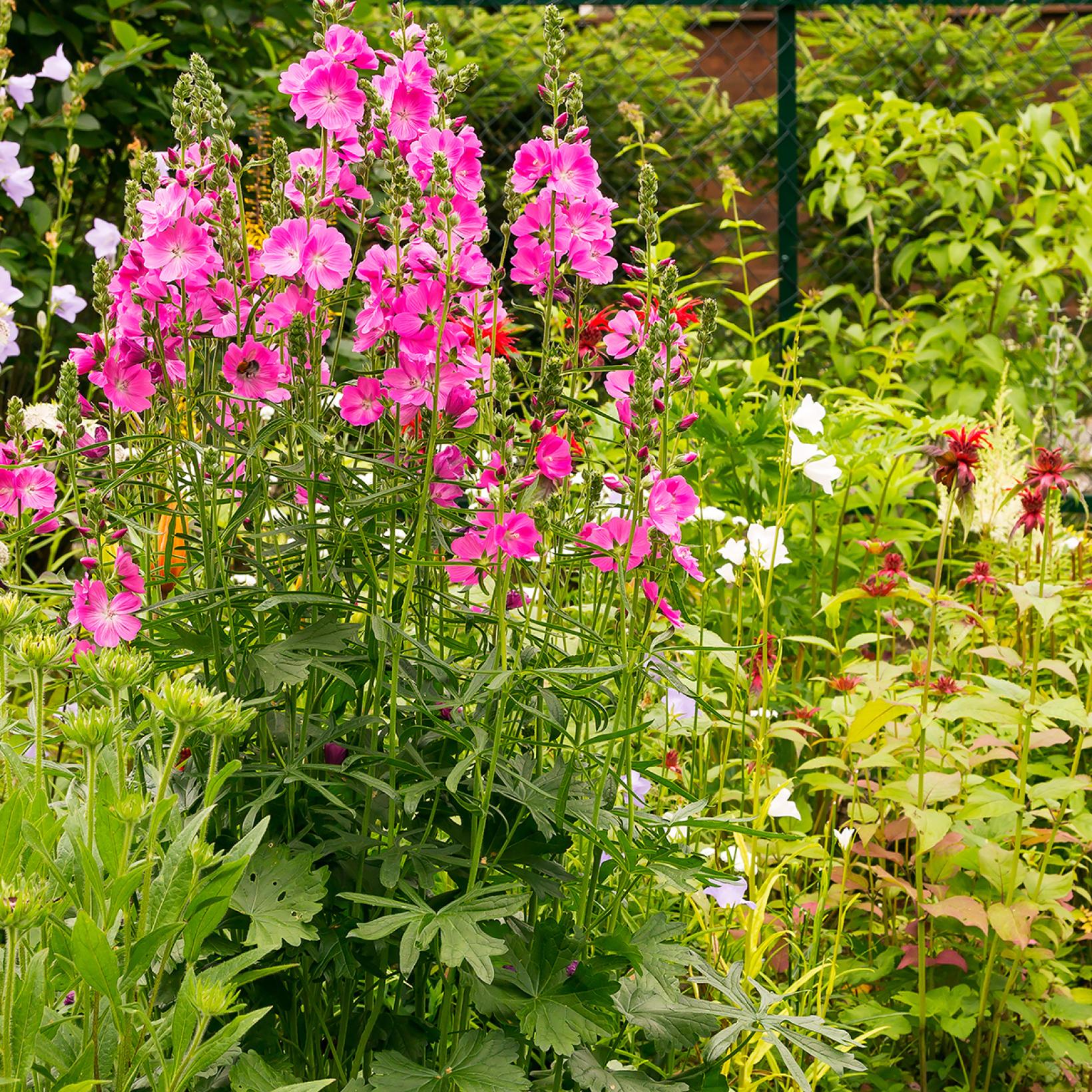 Sidalcea Candy Girl - with deep pink flowers.