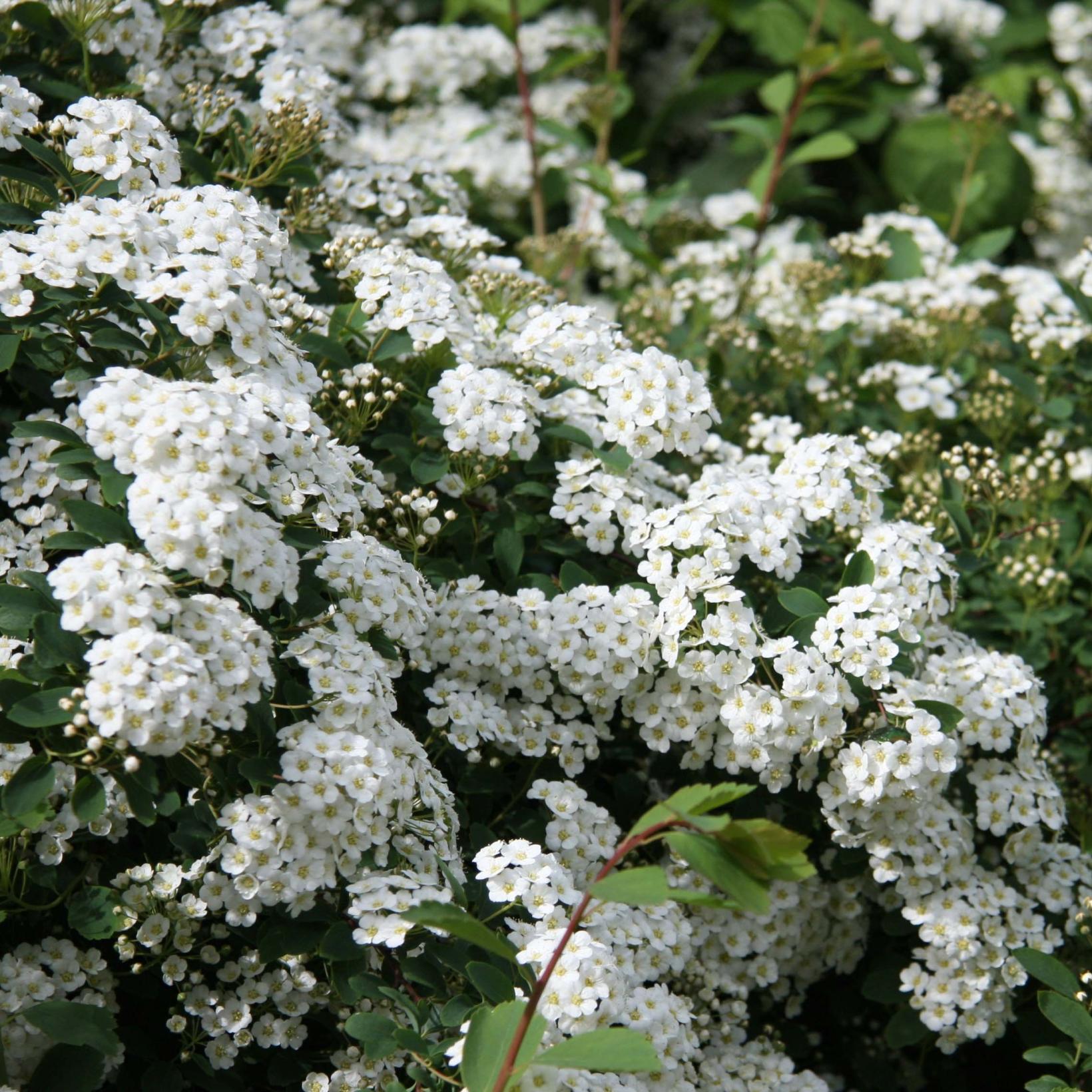 Spiraea arguta - White bush, graceful shrub with white flowering.