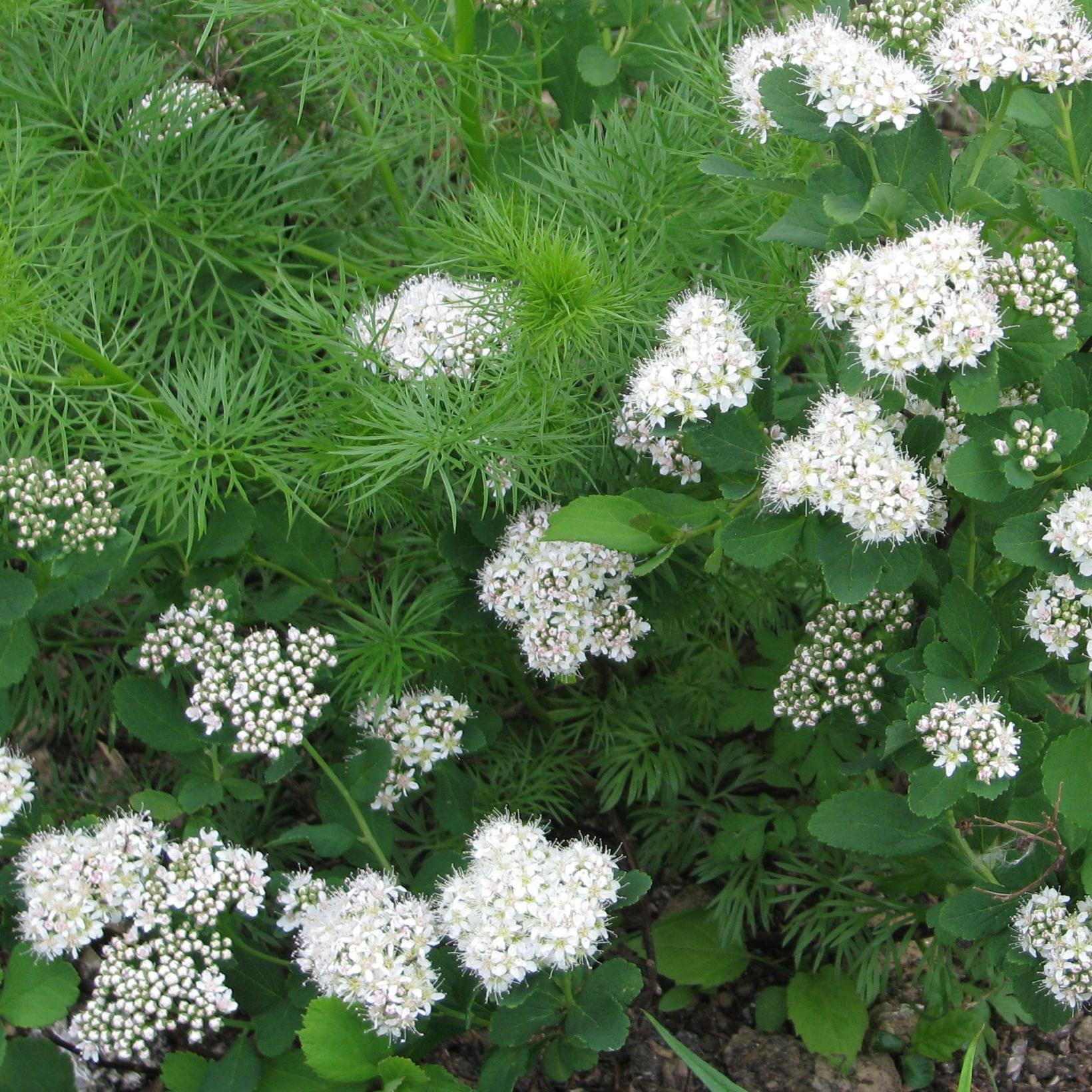 Birchleaf Spirea Tor - Spiraea betulifolia with white flowers