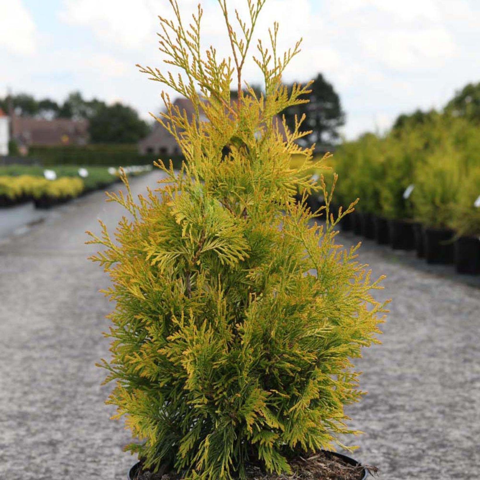 Thuja occidentalis 'Yellow Ribbon' - Canadian Arborvitae with golden ...