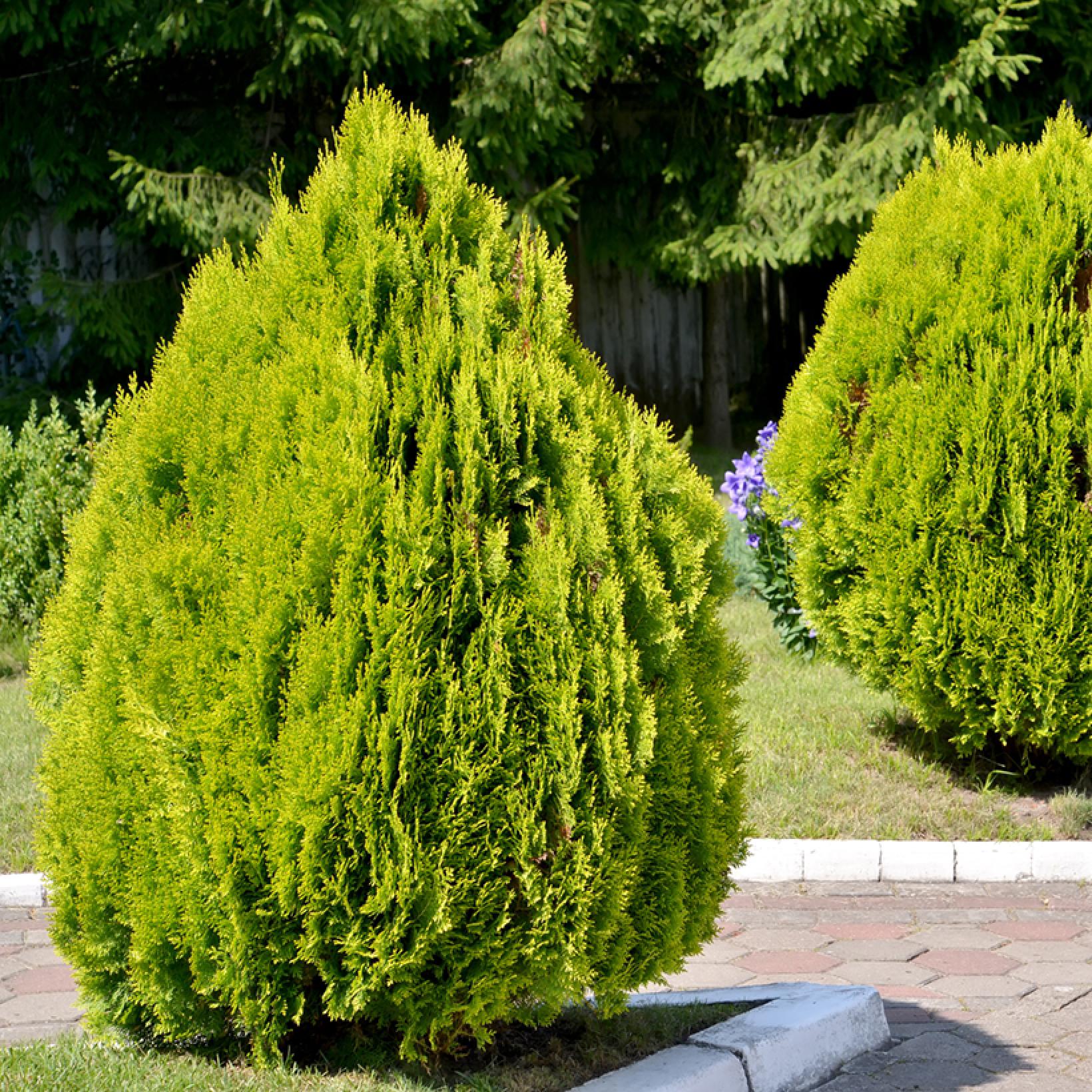 Thuja orientalis Pyramidalis Aurea - Eastern Arborvitae with golden ...