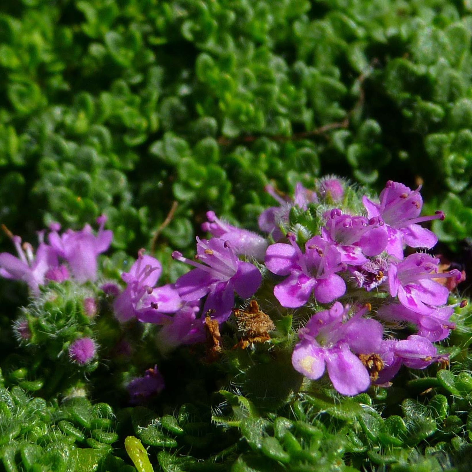 Thymus serpyllum Elfin - Aromatic ground cover thyme