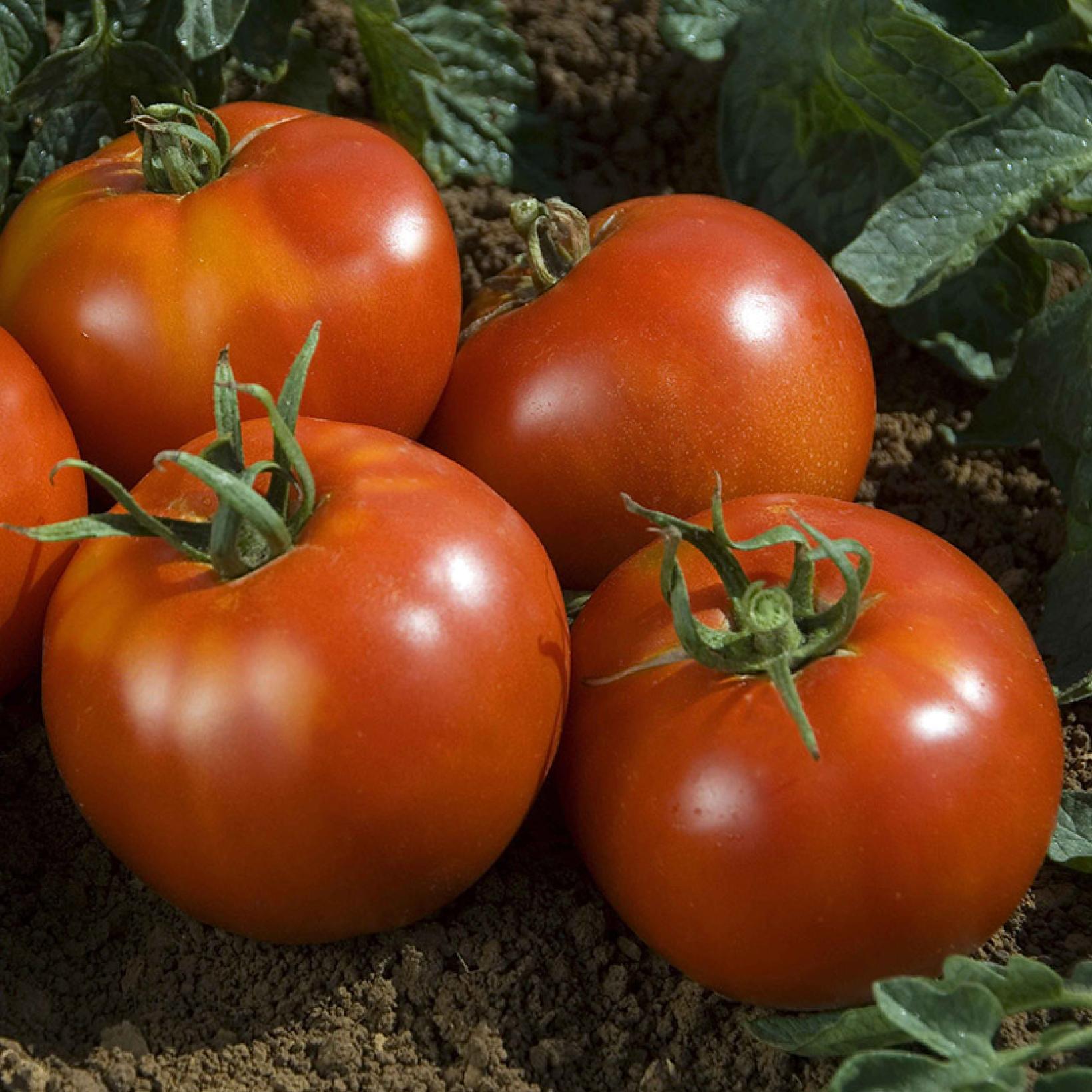 Young plants of 'Fandango' F1 Tomato - A productive and resistant ...