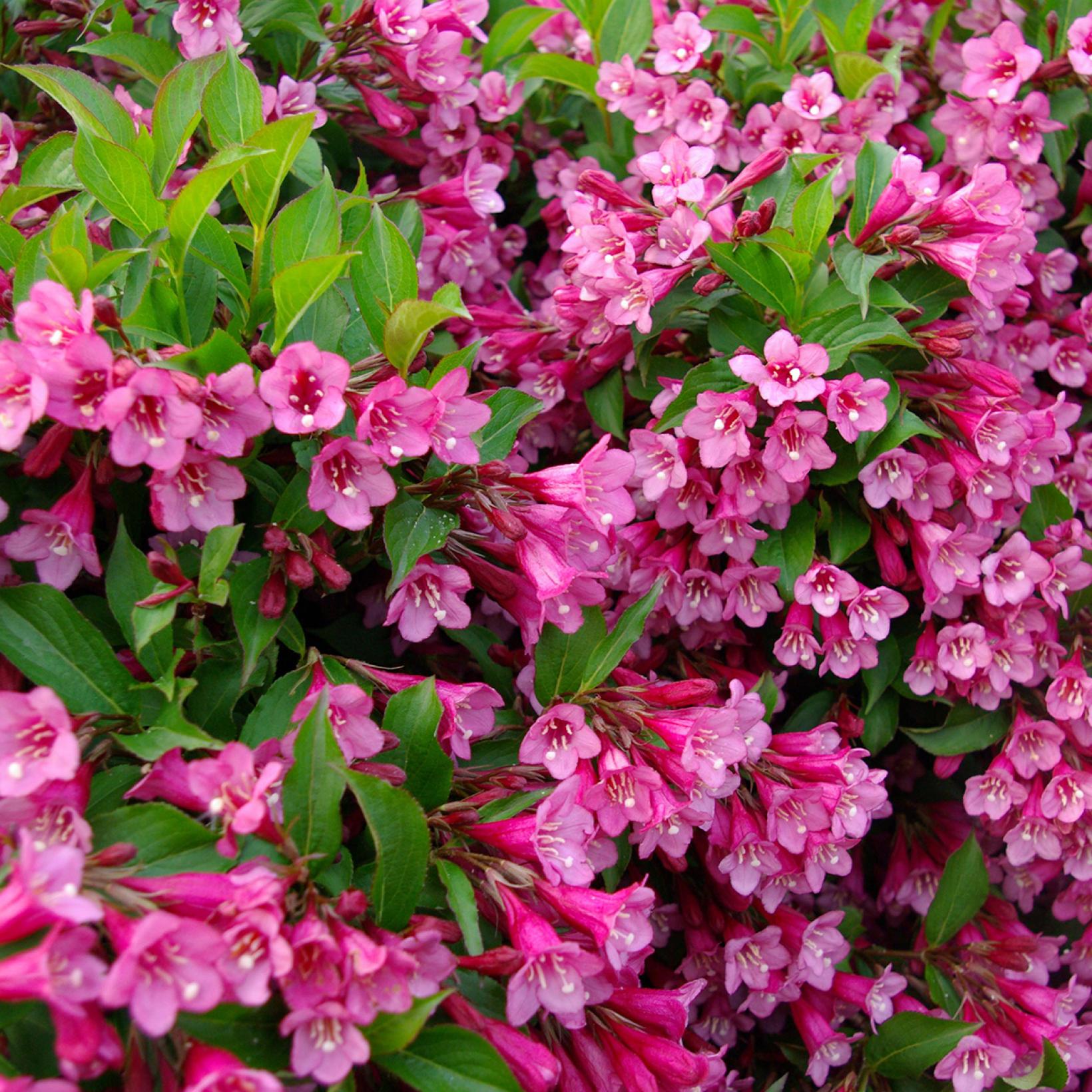 Weigela 'Rumba' - Compact deciduous bush with summer flowering in deep pink