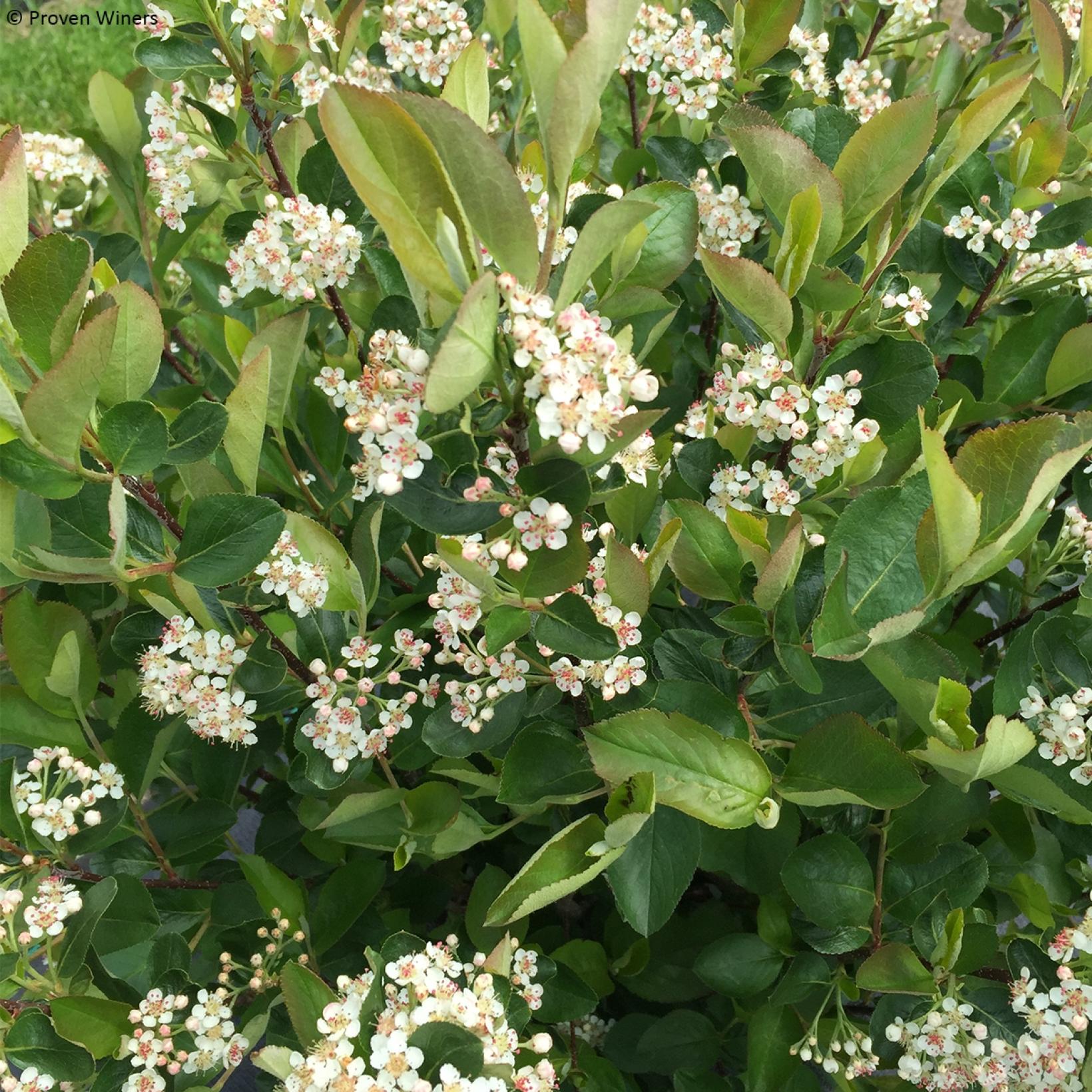 Aronia melanocarpa Revontuli Hedger - Black Chokeberry Revontuli Hedger ...