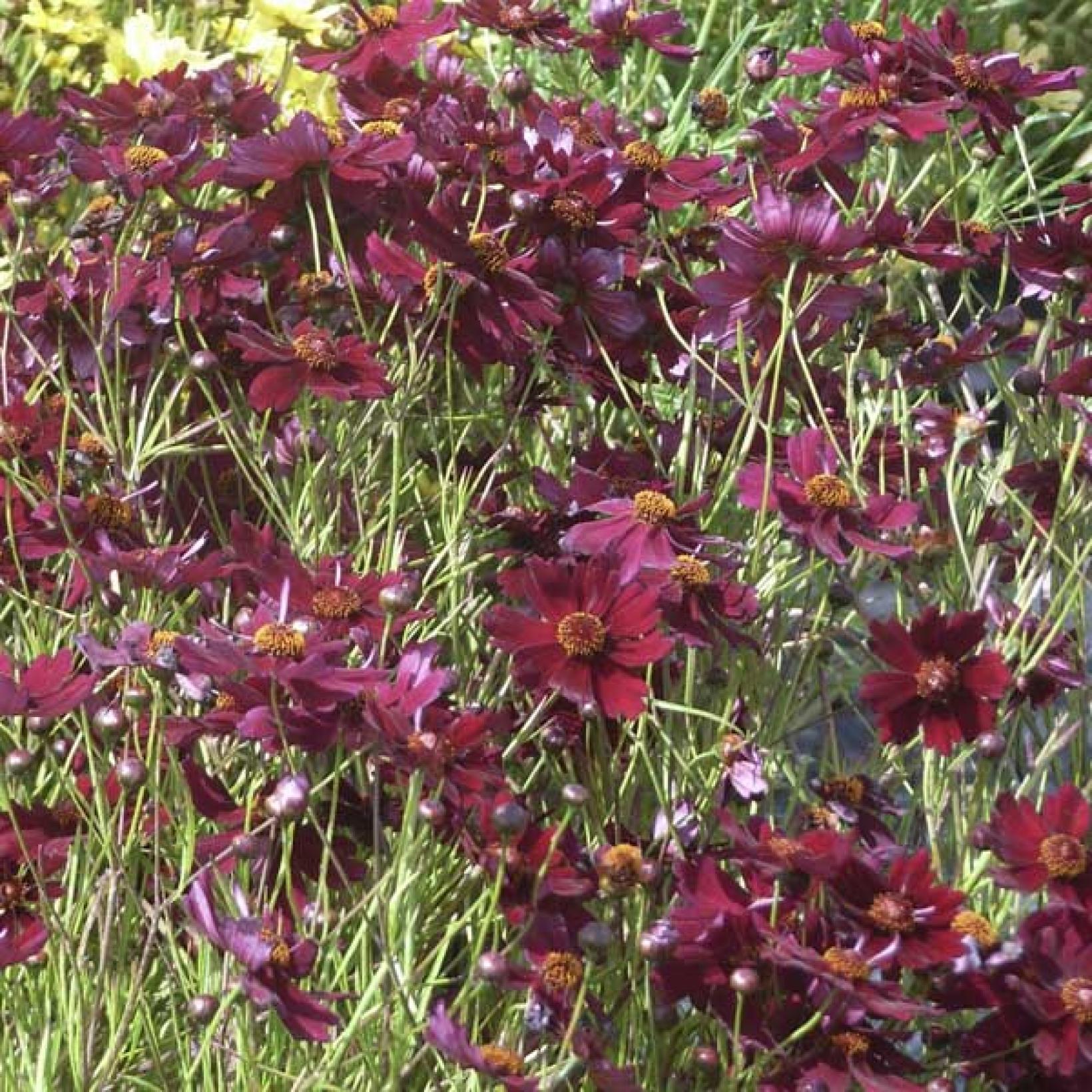 Coreopsis 'Limerock Ruby' - Ruby Red Flowering Coreopsis