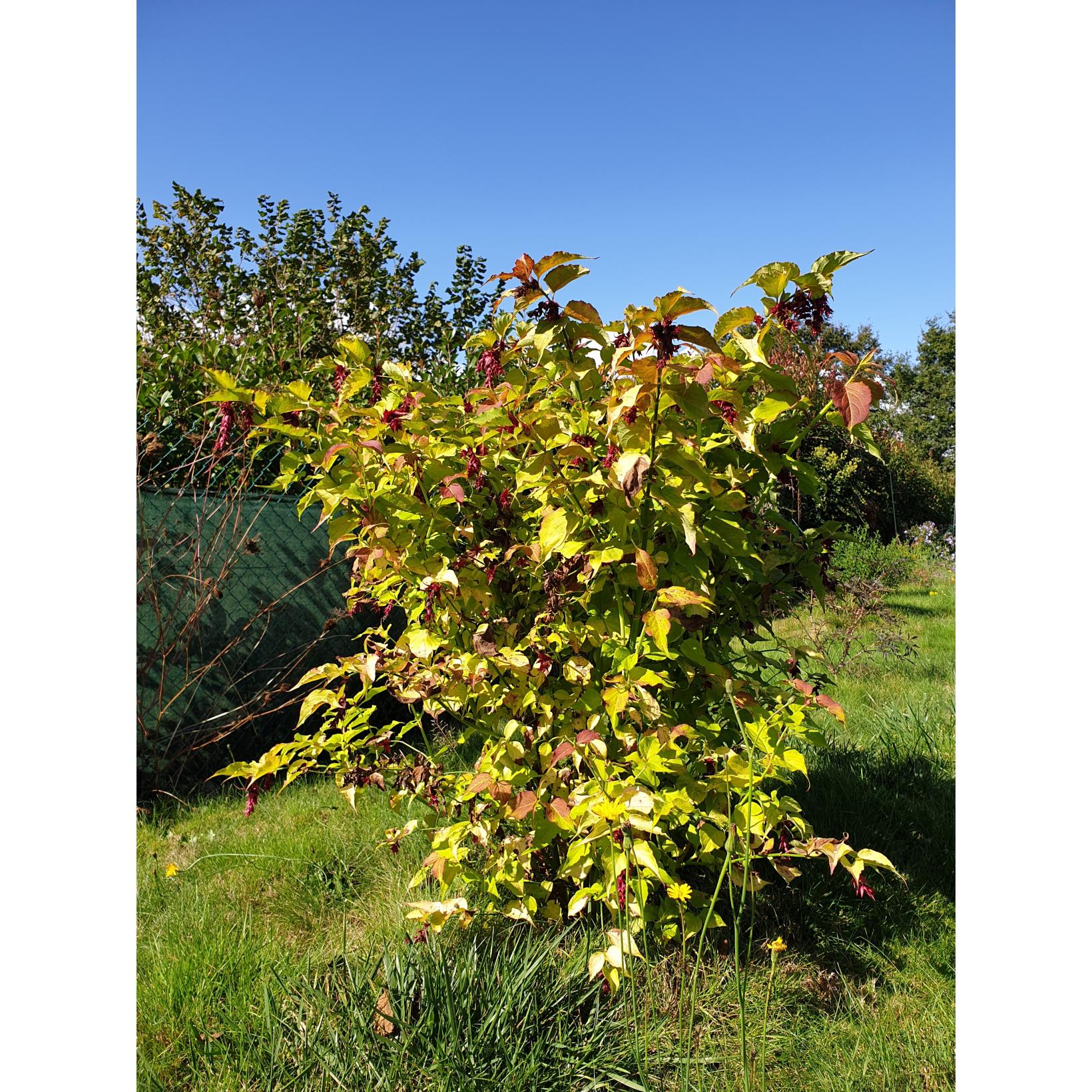Leycesteria formosa 'Golden Lanterns' - Golden leafed Pheasant Berry tree