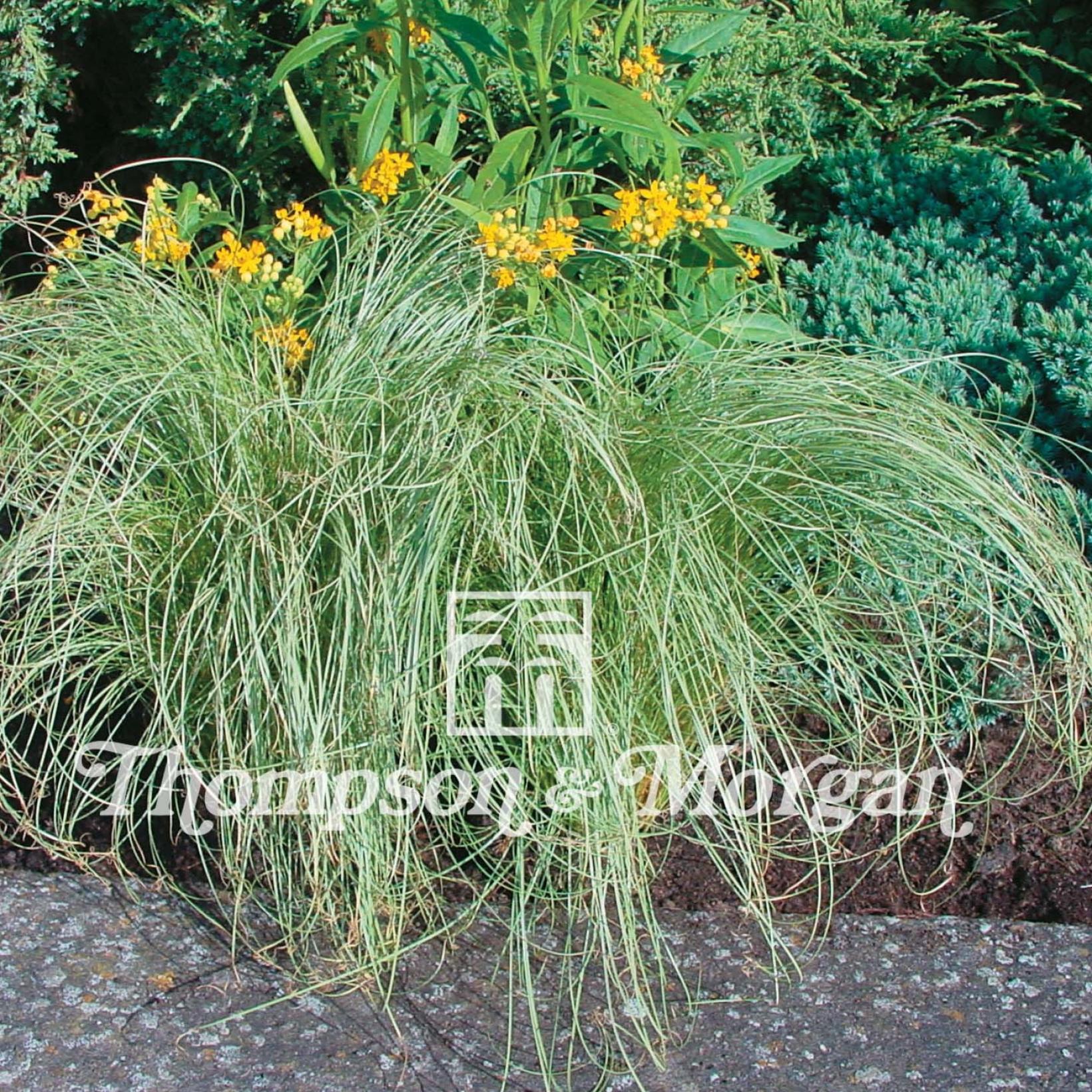 Seeds of Carex comans Amazon Mist - Evergreen grass with silver foliage ...