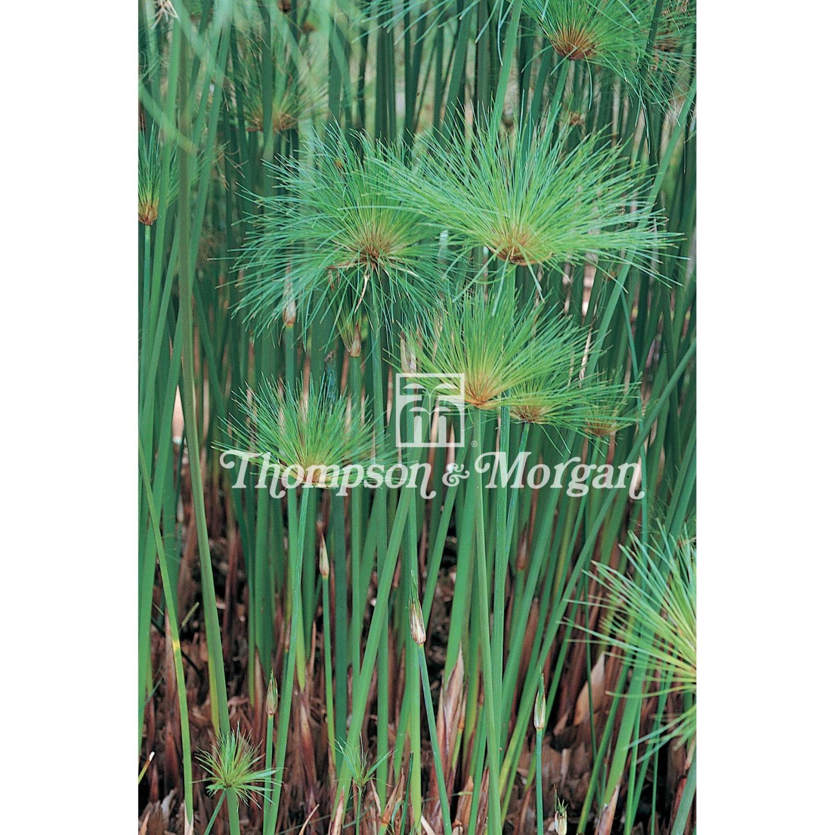 Seeds of Nile Papyrus - Cyperus papyrus - Spectacular semi-aquatic ...