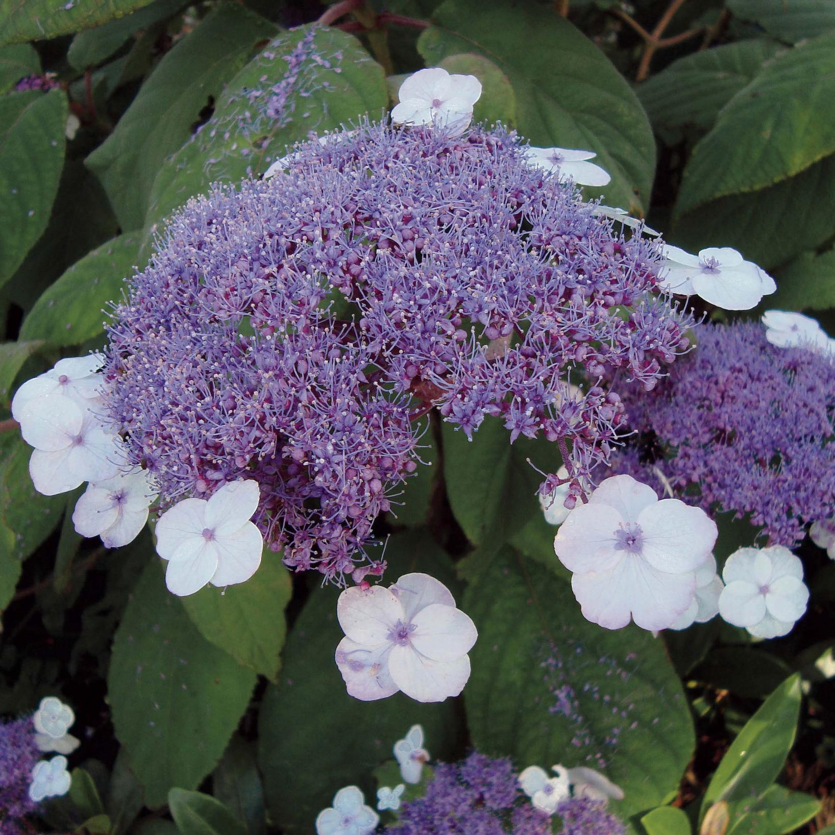 Hydrangea aspera 'Macrophylla' - Pale mauve Hydrangea with large umbels.
