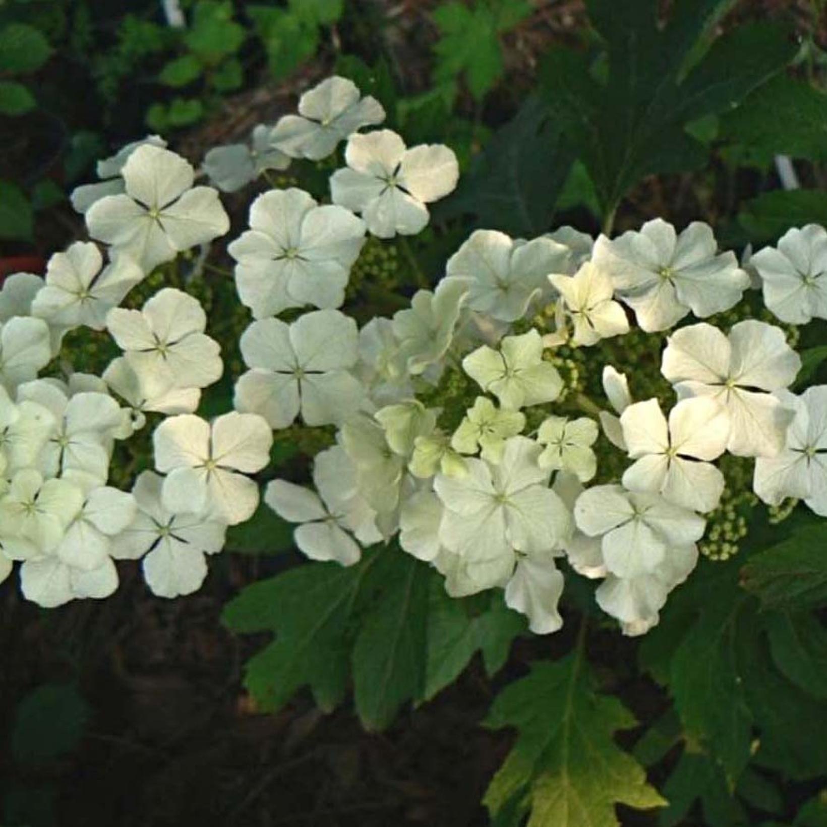 Hydrangea quercifolia Ice Crystal - Oakleaf Hydrangea with cream-white ...