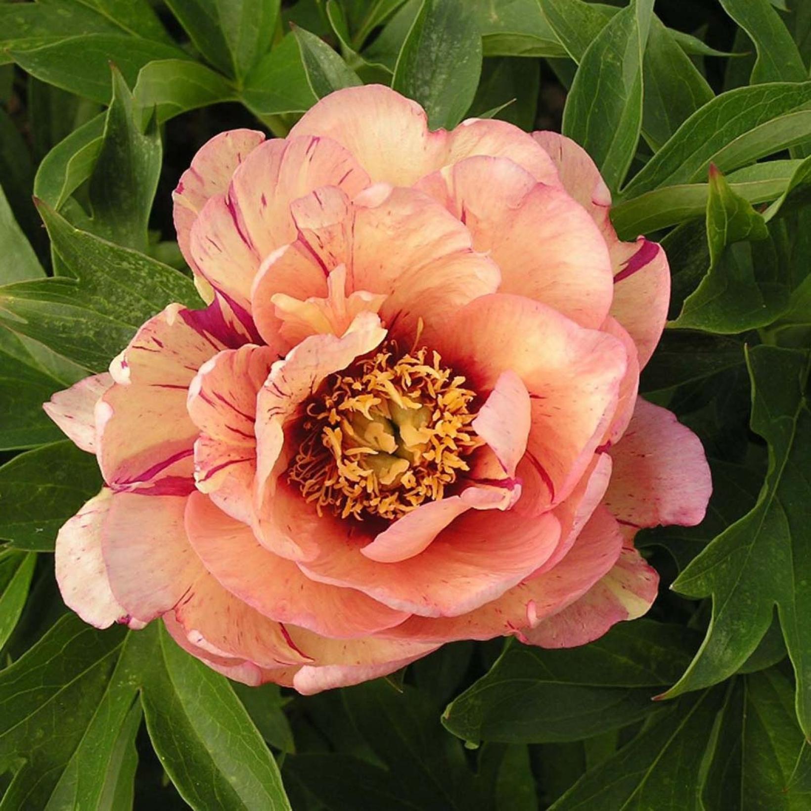 Itoh Peony Callie's Memory - Herbaceous peony with peach flowers fading ...