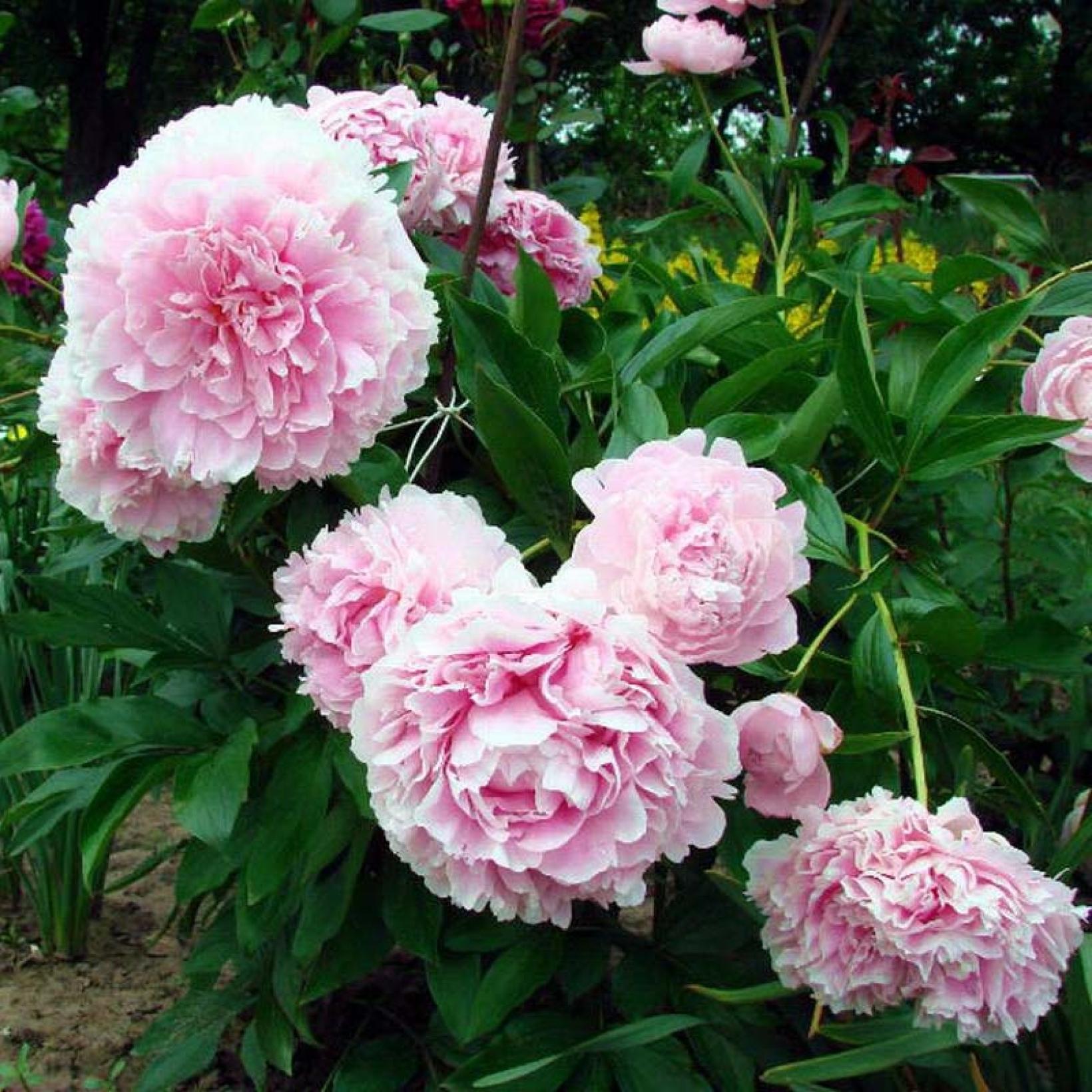 Lady Orchid Peony - Paeonia lactiflora with double flowers, light pink ...
