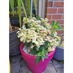 Hydrangea paniculata Polestar (syn. Switch Ophelia) - a compact ...