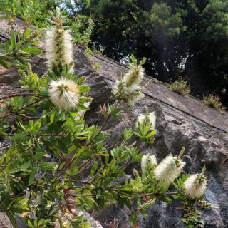 Callistemon citrinus 'Albus' or 'White Anzac' - White Bottlebrush with ...