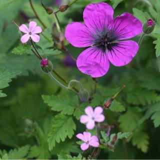 Perennial Geranium Dragon Heart - With very large magenta-pink flowers ...
