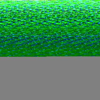 Salvia nemorosa April Night - Balkan Clary